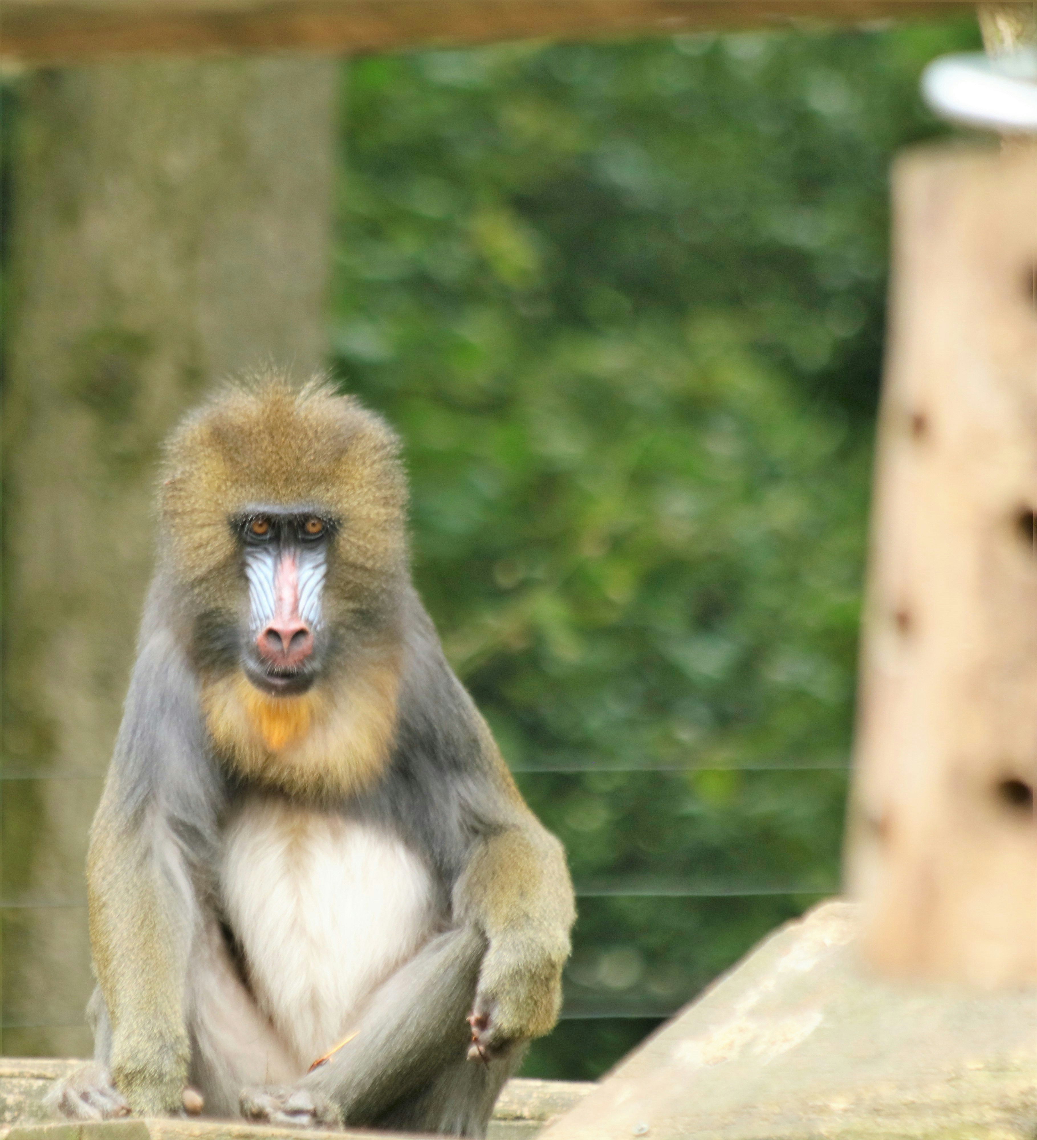 Curious Vantage: Portrait of a Mandrill in Enclosure