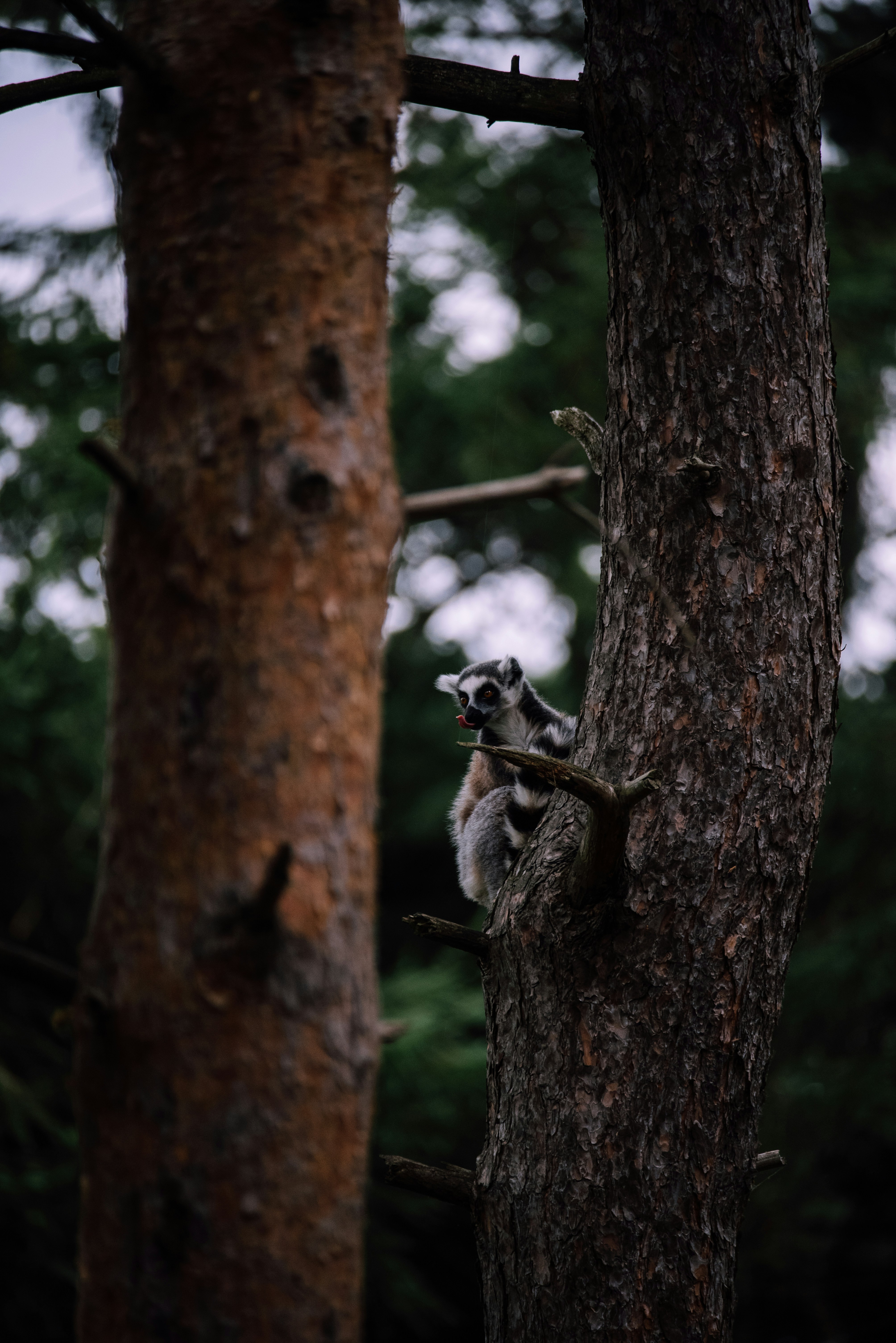 Lemur on a Narrow Branch Between Pine Trunks in a Dusky Forest