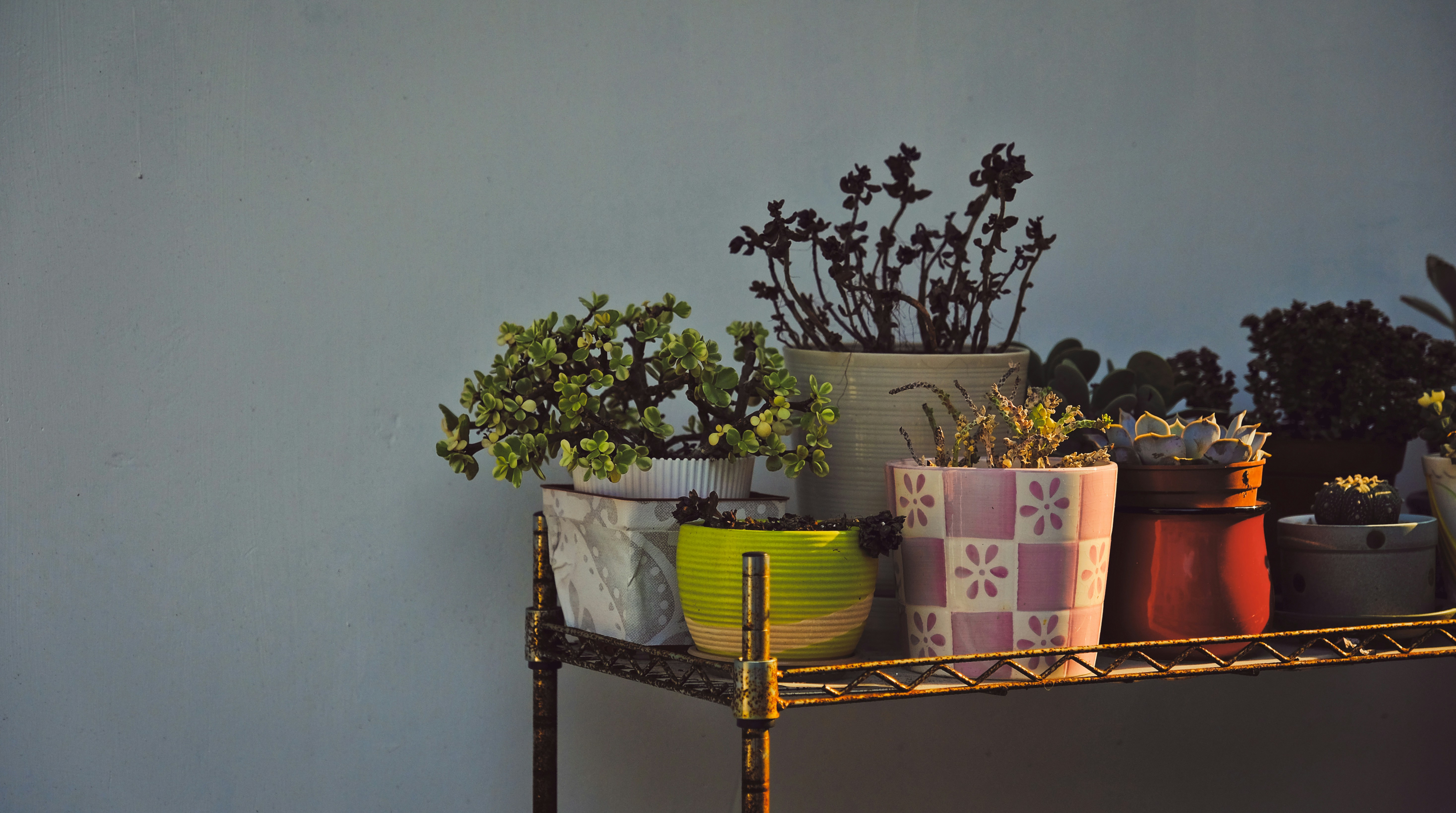 Verdant Pots on a Minimal Metal Shelf Against a Soft Blue Backdrop