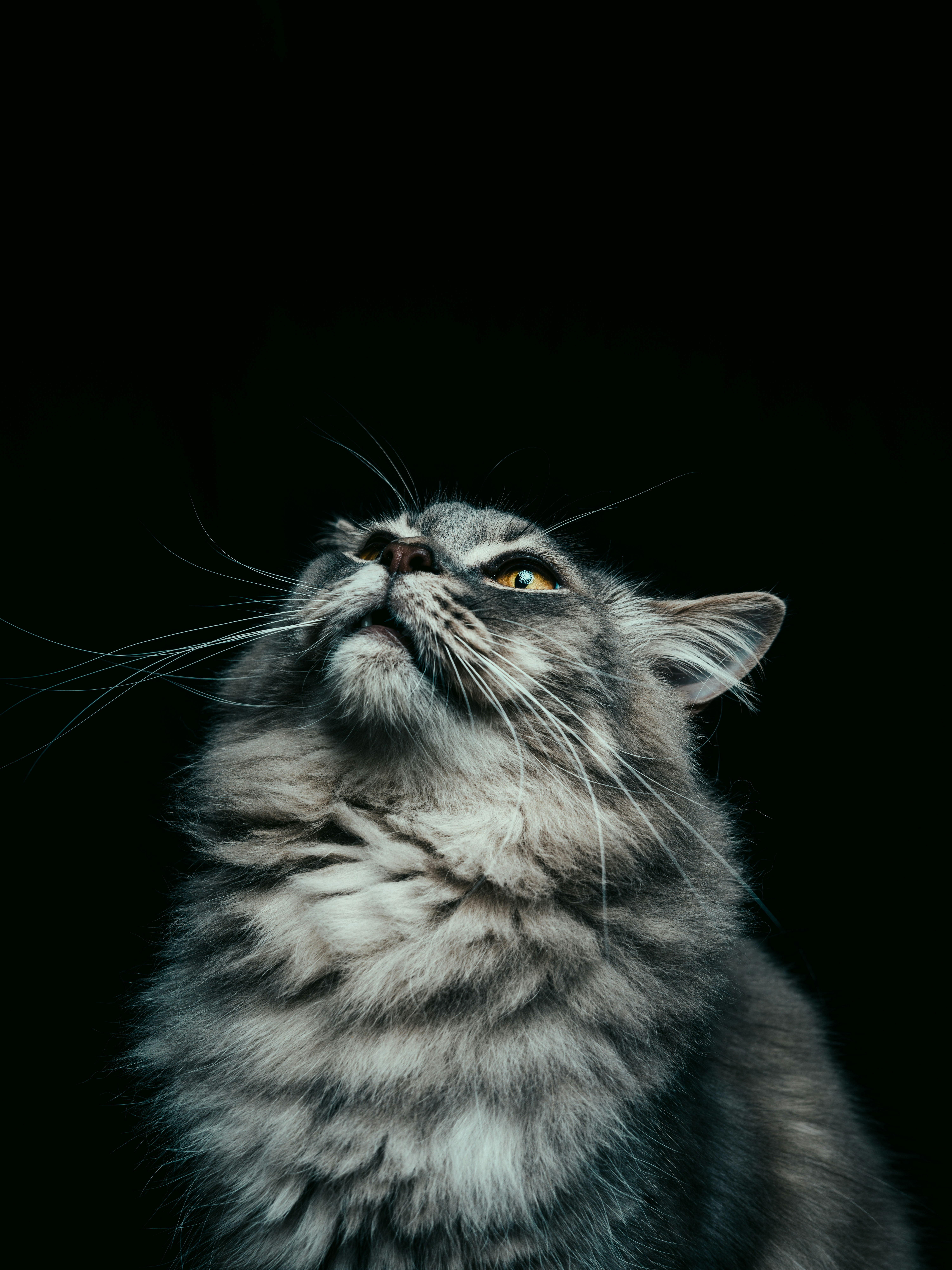 A majestic gray cat gazes upward, its fur illuminated against a dark background, capturing a moment of serene contemplation.