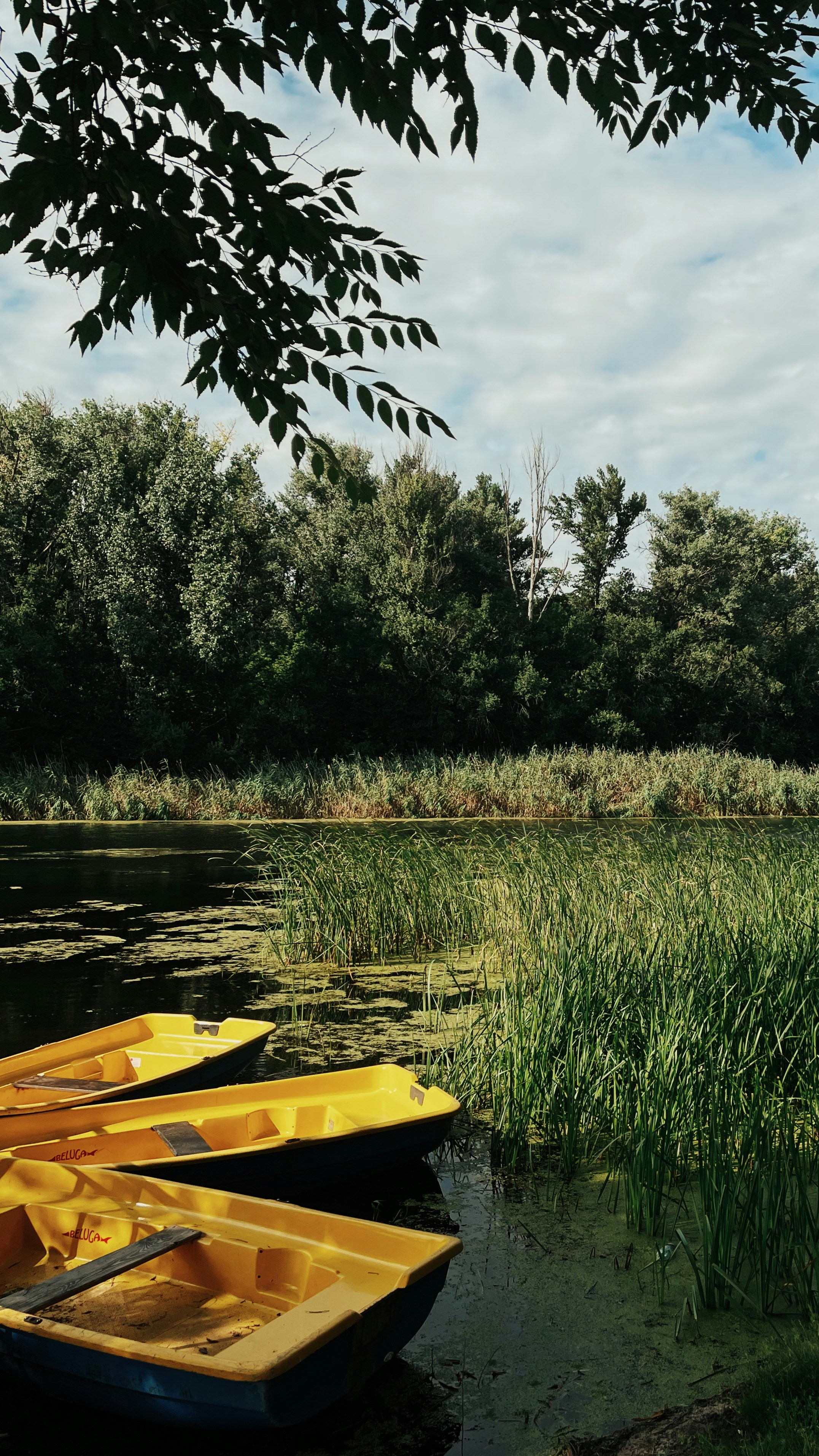 Sunlit Yellow Boats Lined Along a Quiet Pond