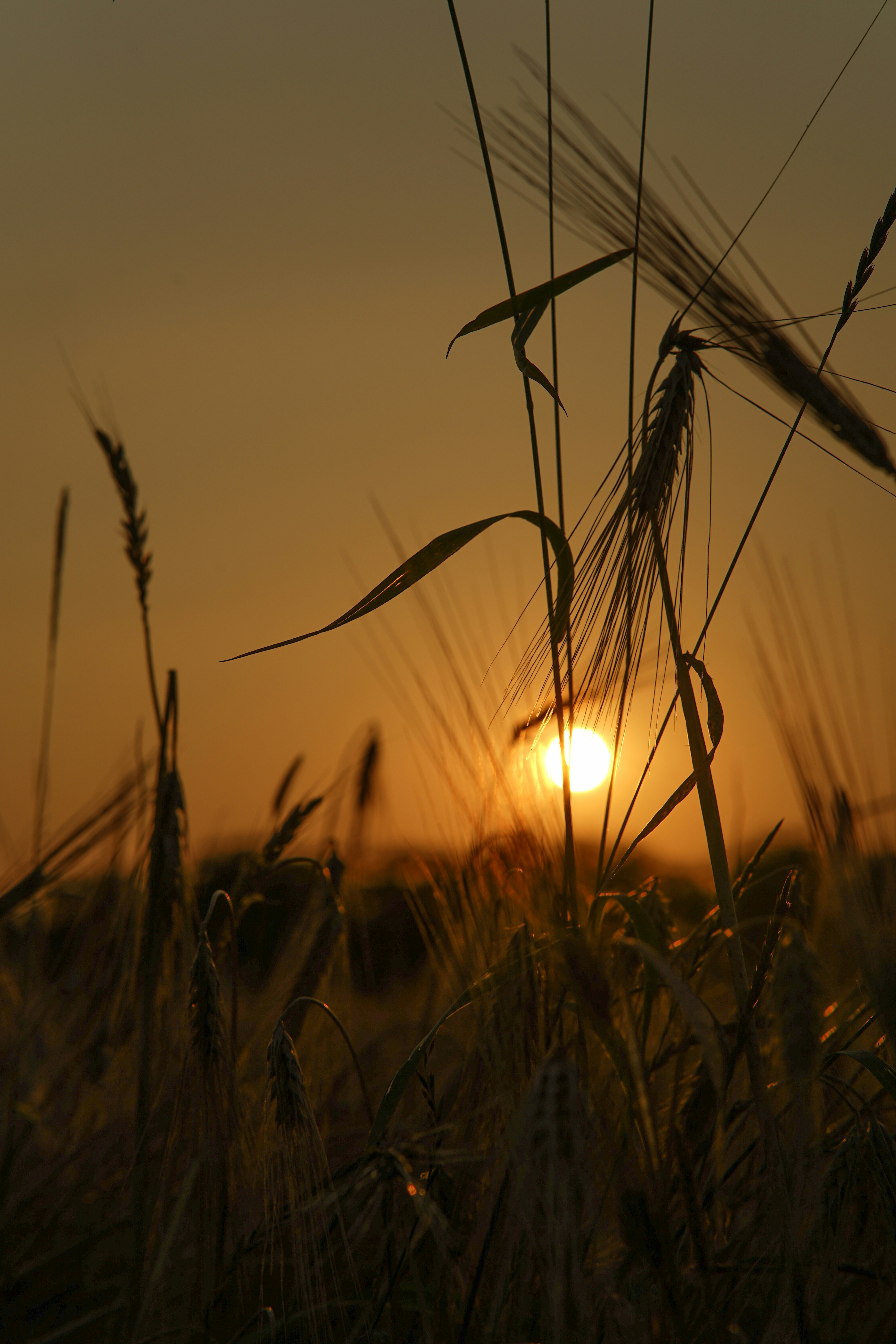 Silhouetted wheat stalks frame a glowing sun setting on the horizon, casting warm tones across the sky.