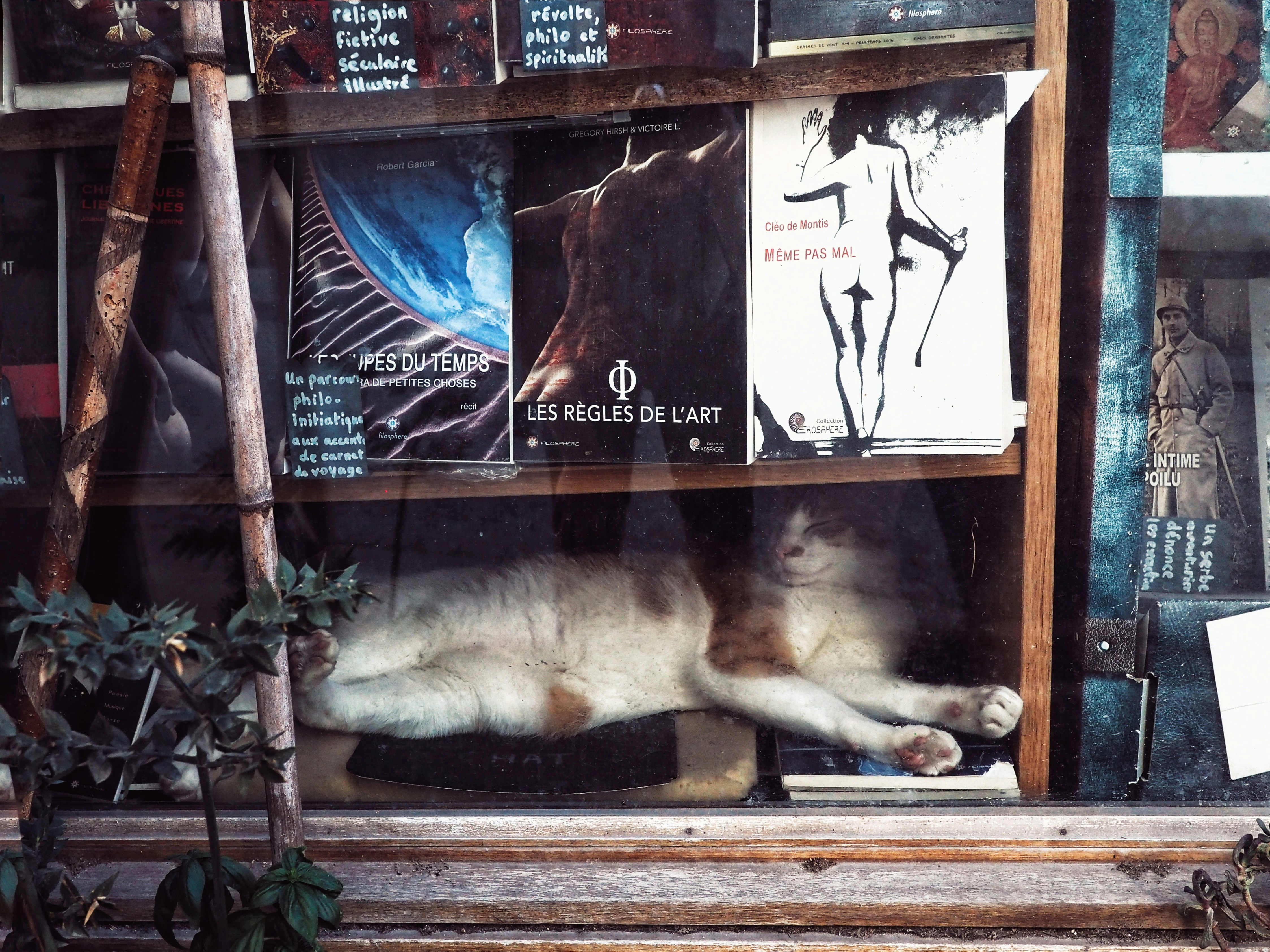 Nap Between Posters: A Dog Resting Behind a Storefront Window
