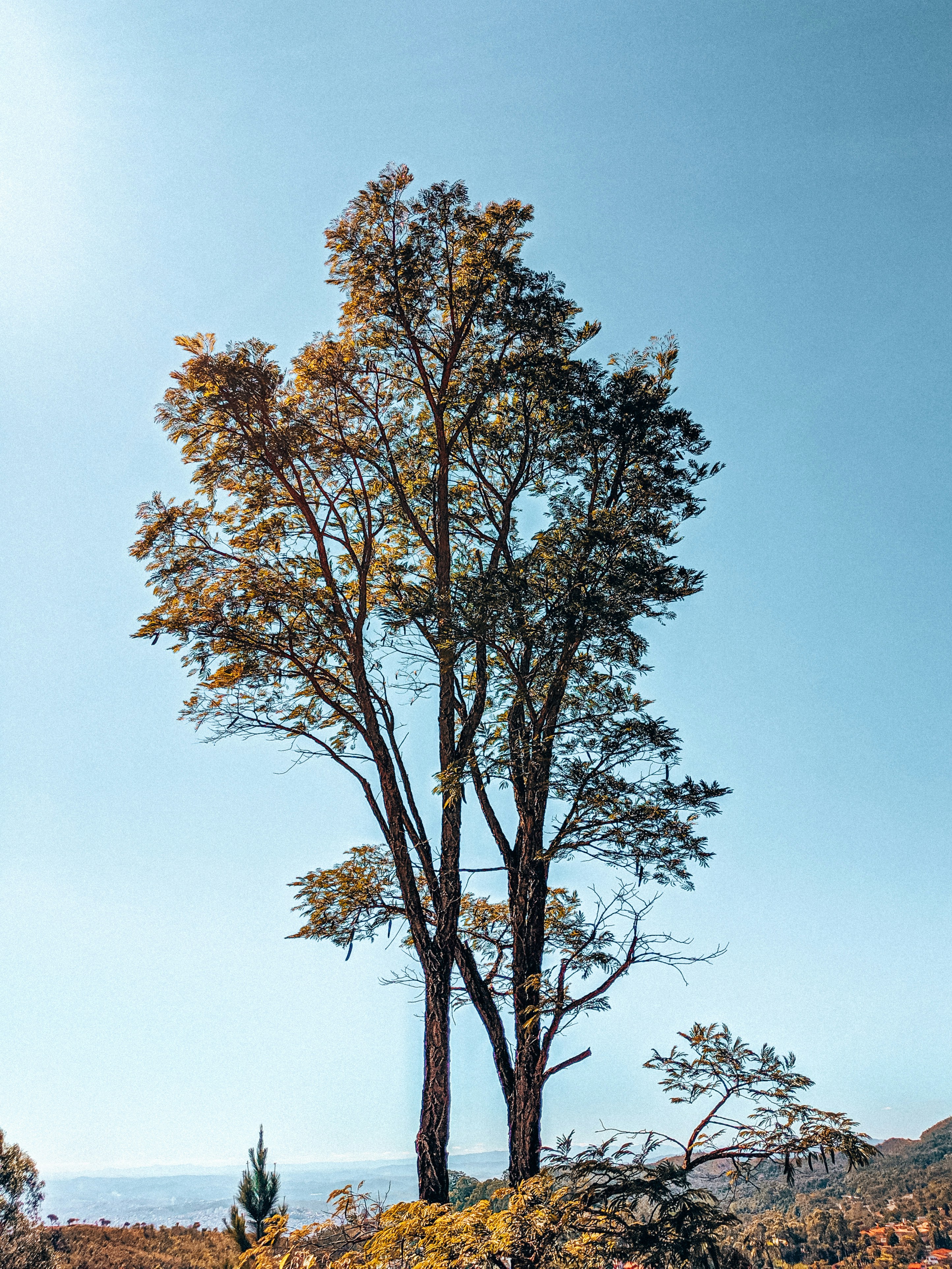 Twin-Trunk Sentinel Against a Crystal Blue Sky
