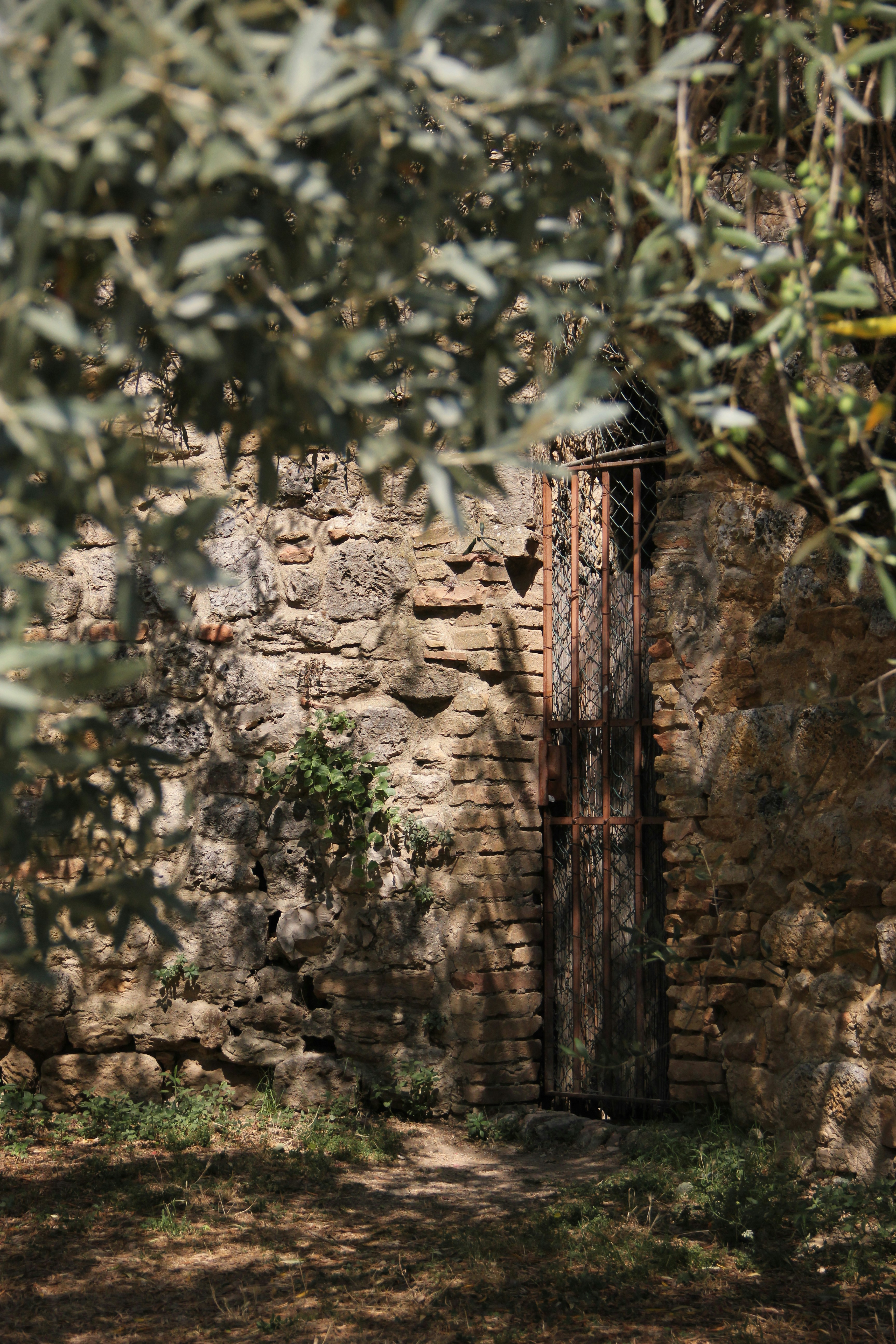 Whispering Shadows of Tuscany