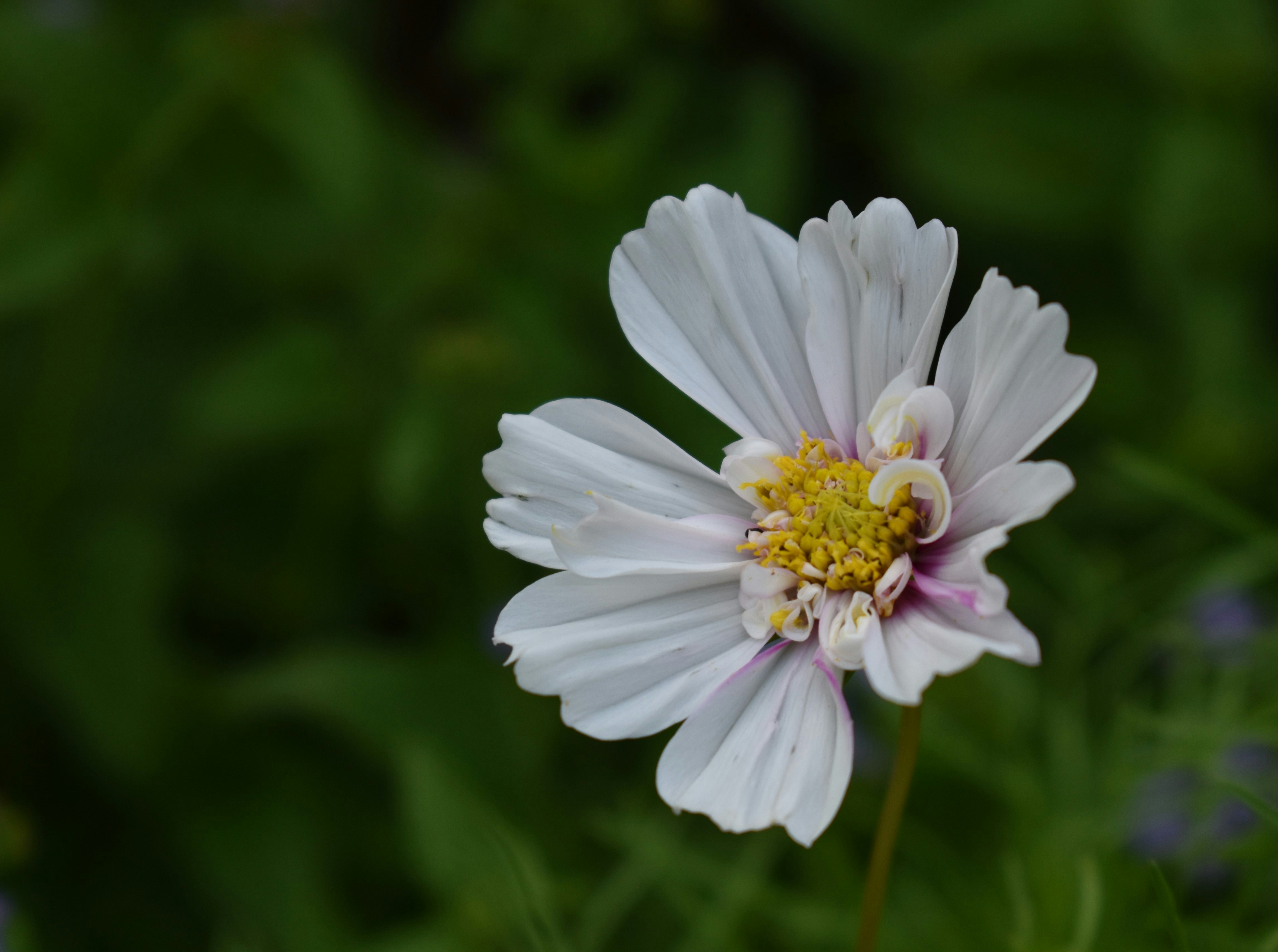 A soft white flower with a hint of pink petals and a vibrant yellow center stands out against a lush green background.