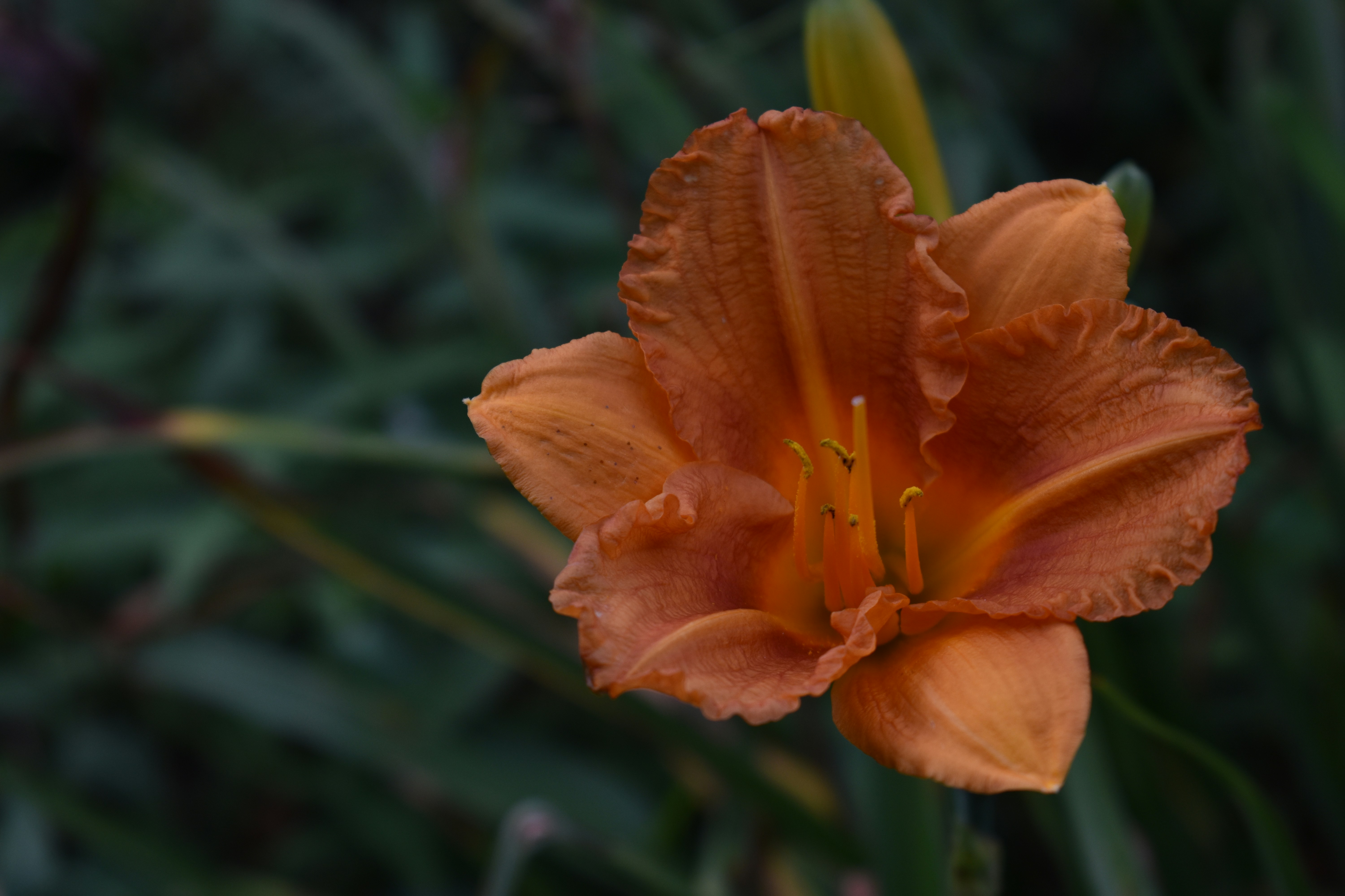 Vibrant orange daylily in full bloom, showcasing intricate petal textures against a blurred green backdrop.