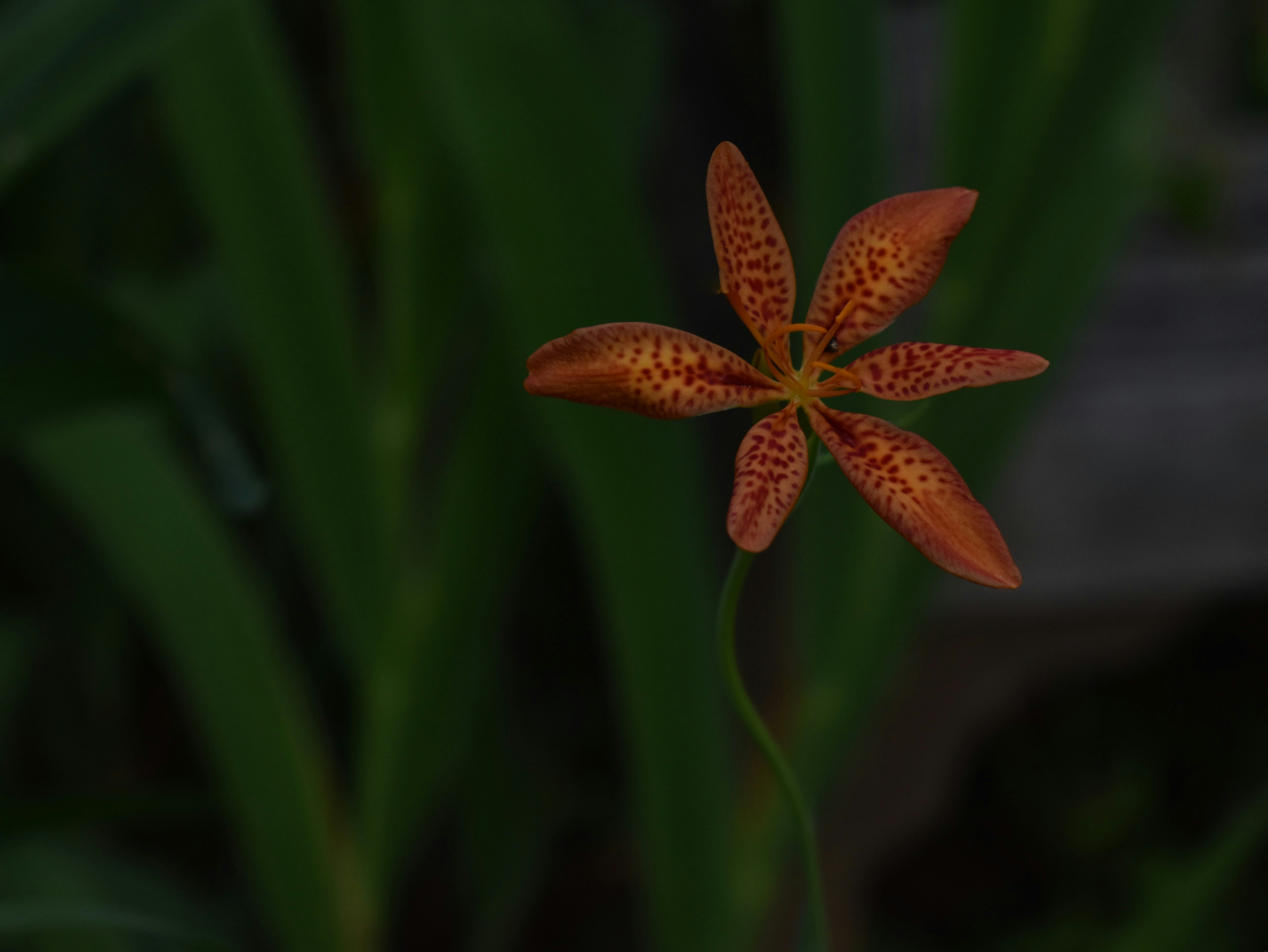 Blackberry Lily.