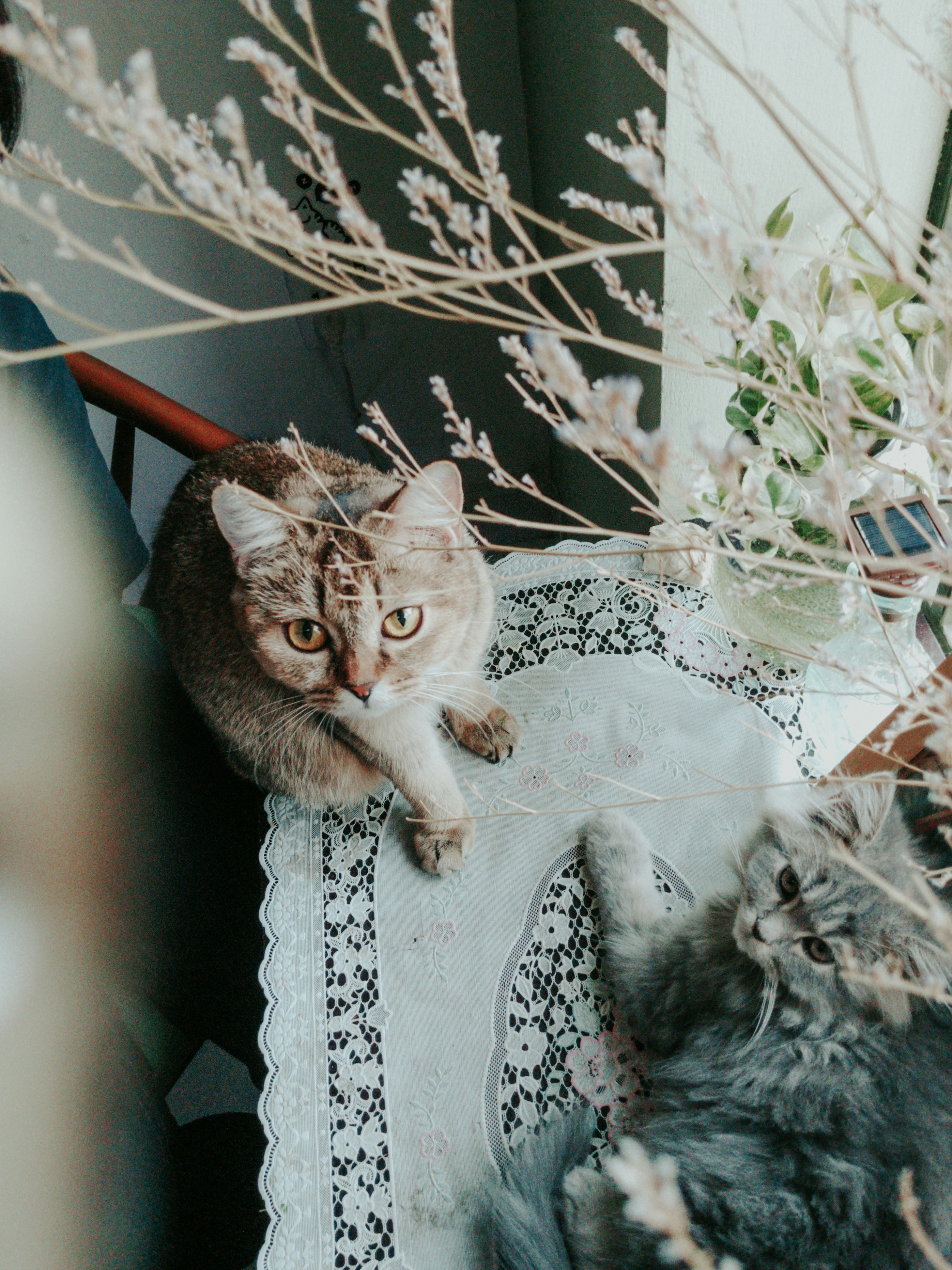 Cat Under Glass Table