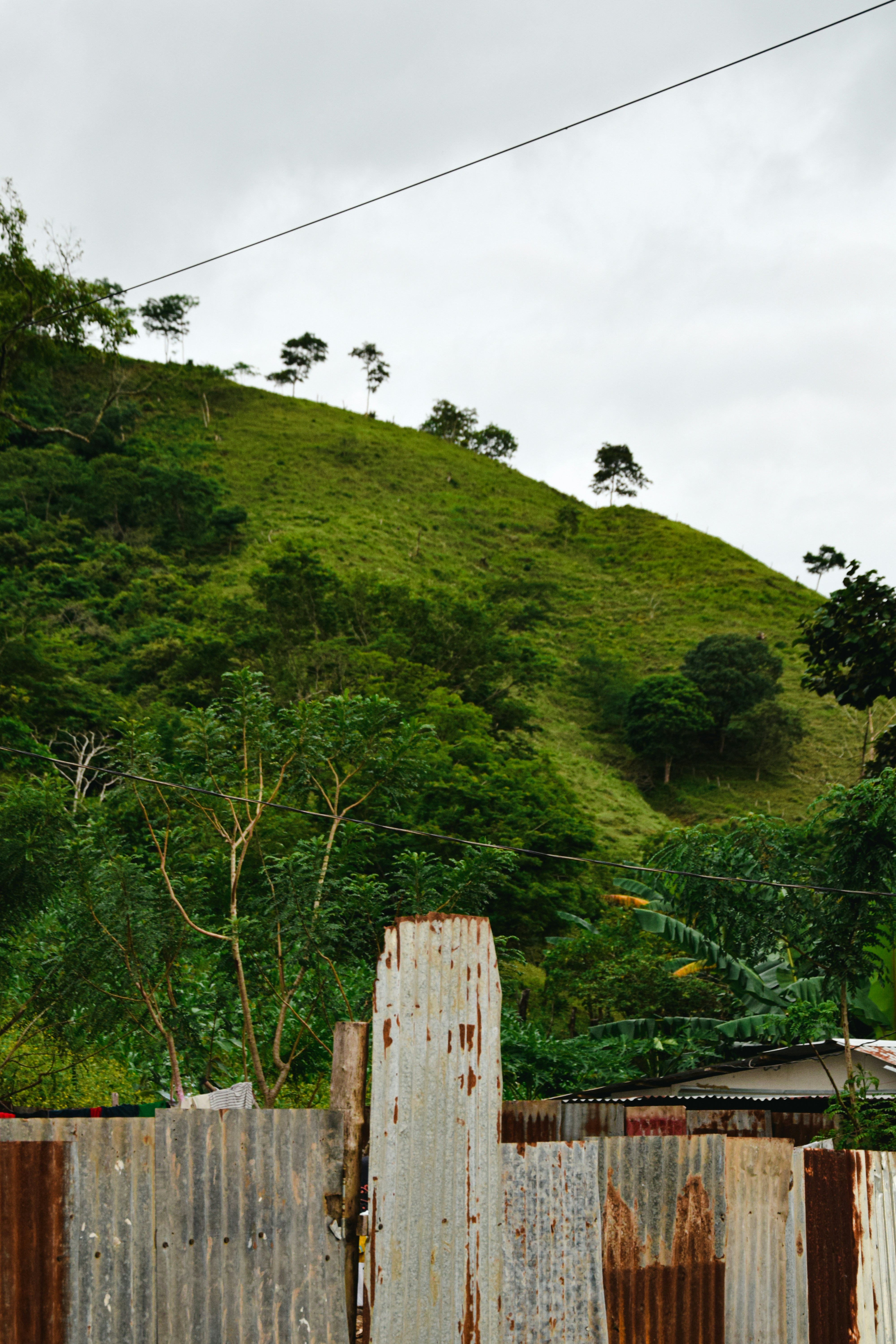 green trees on mountain under white sky during daytime