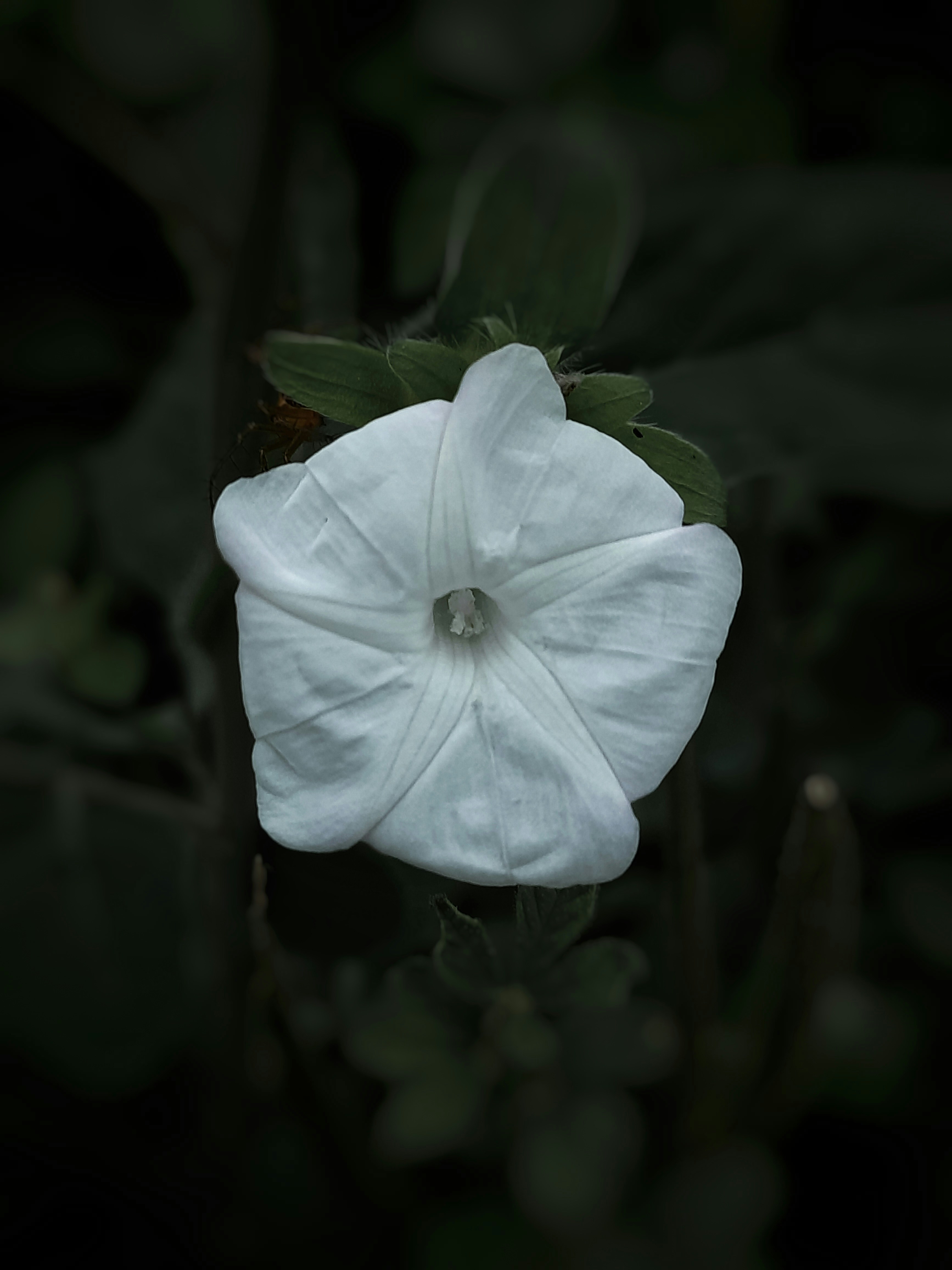 Delicate white flower blooming amidst dark foliage, showcasing intricate petal structure and subtle textures.