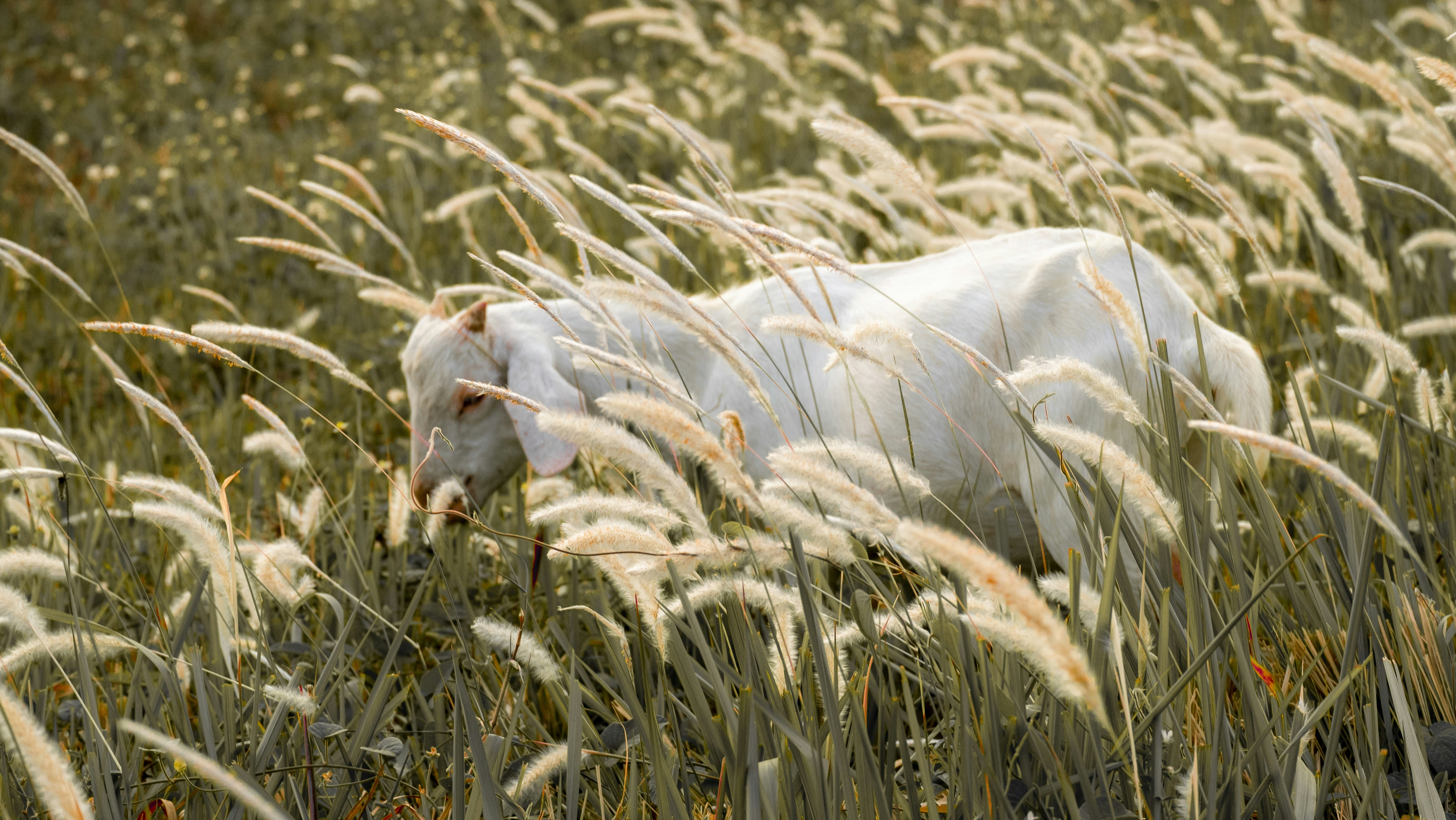 White Mare in a Field of Golden Reeds