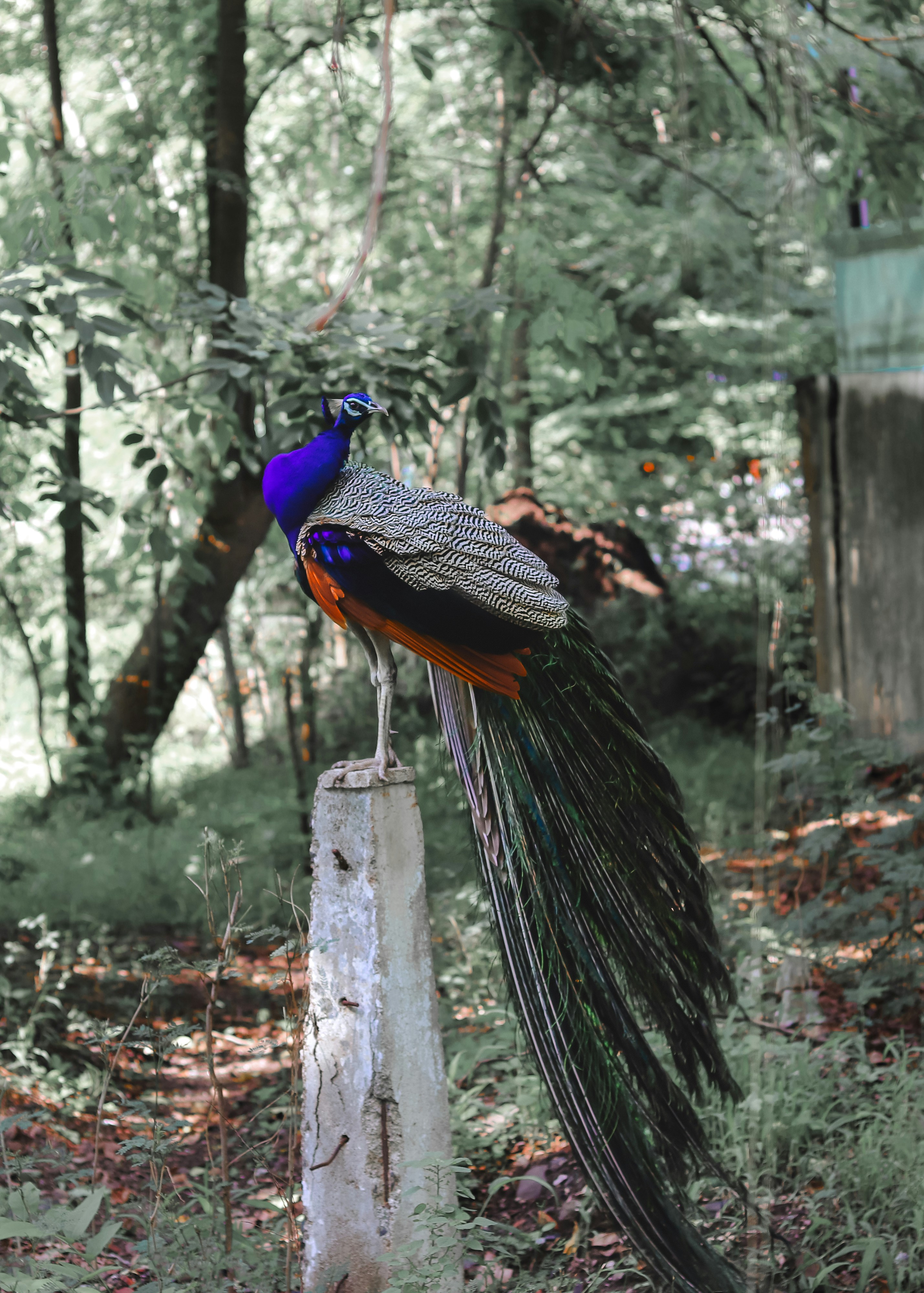 A peacock perches elegantly on a concrete pillar amidst lush greenery, showcasing its vibrant plumage and long, flowing tail.