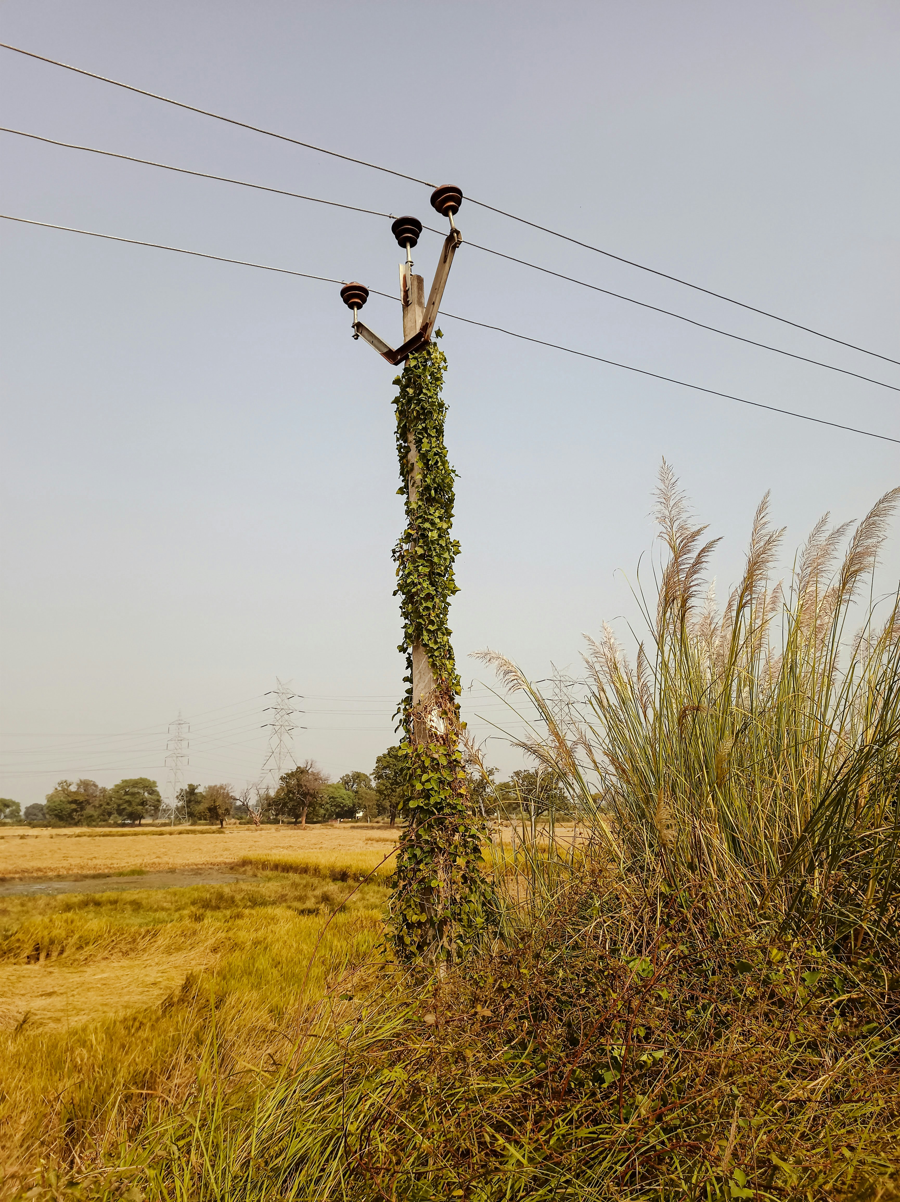 A utility pole draped in vibrant green ivy stands amidst a golden field, showcasing the harmony between nature and infrastructure.