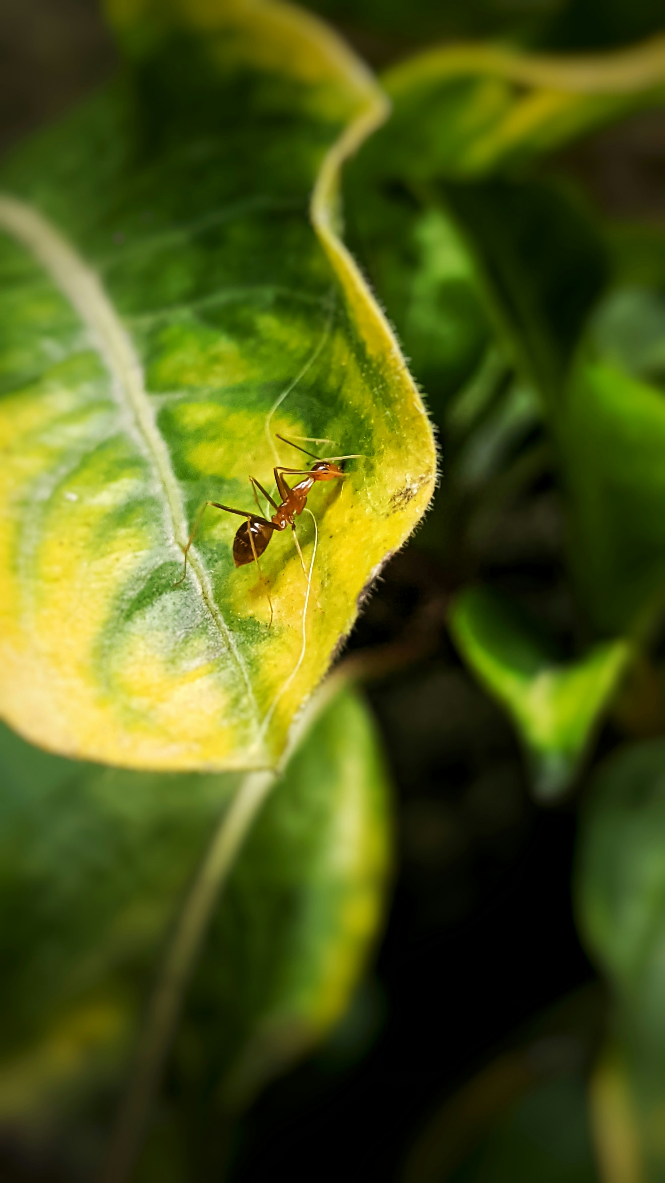 Edge-Walker: tiny ant on a sun-kissed leaf edge