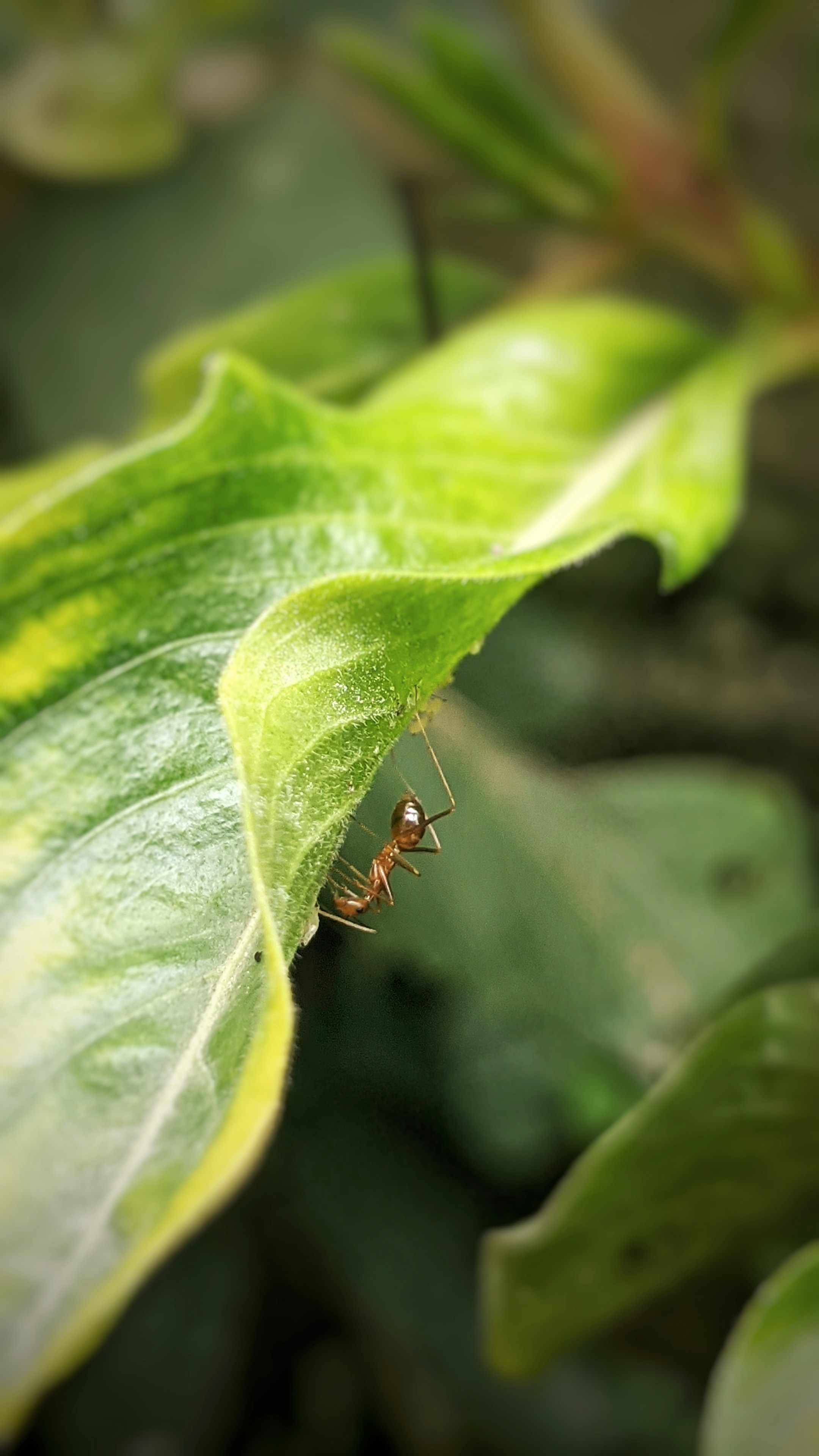 Ant