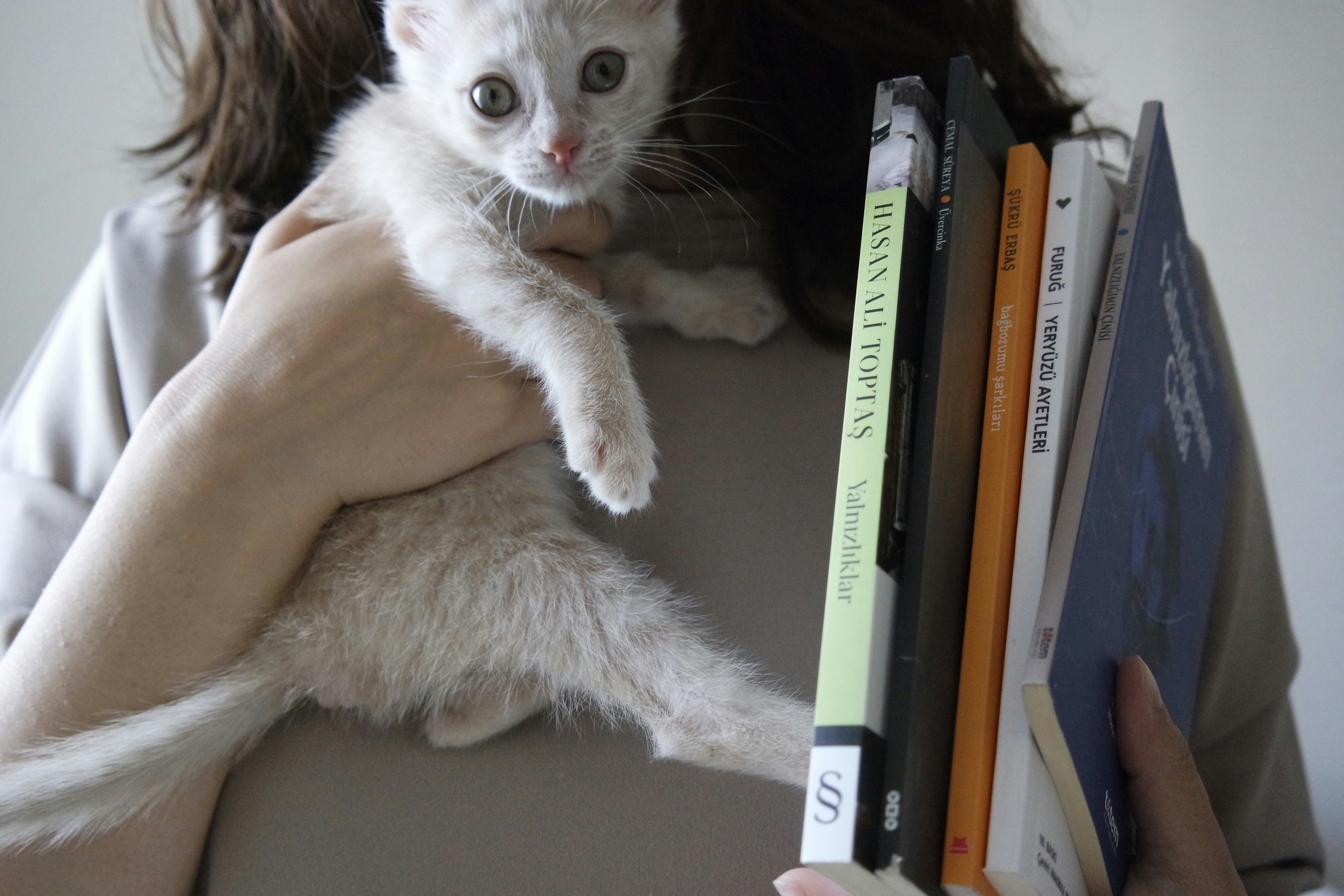 Whiskers and Paperbacks: A Moment of Quiet Curiosity