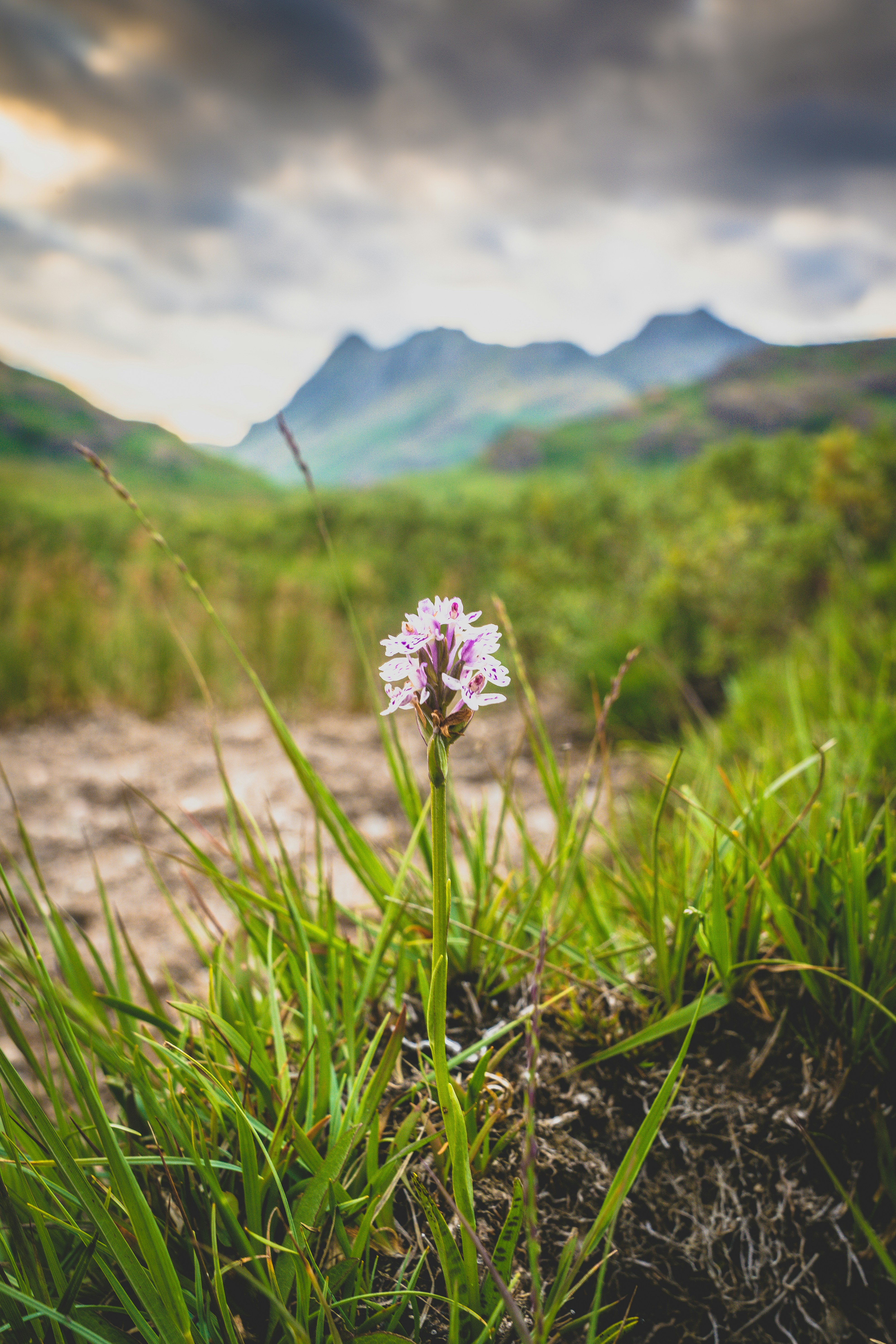 Bloom in the Foreground, Valleys and Peaks at Sunset
