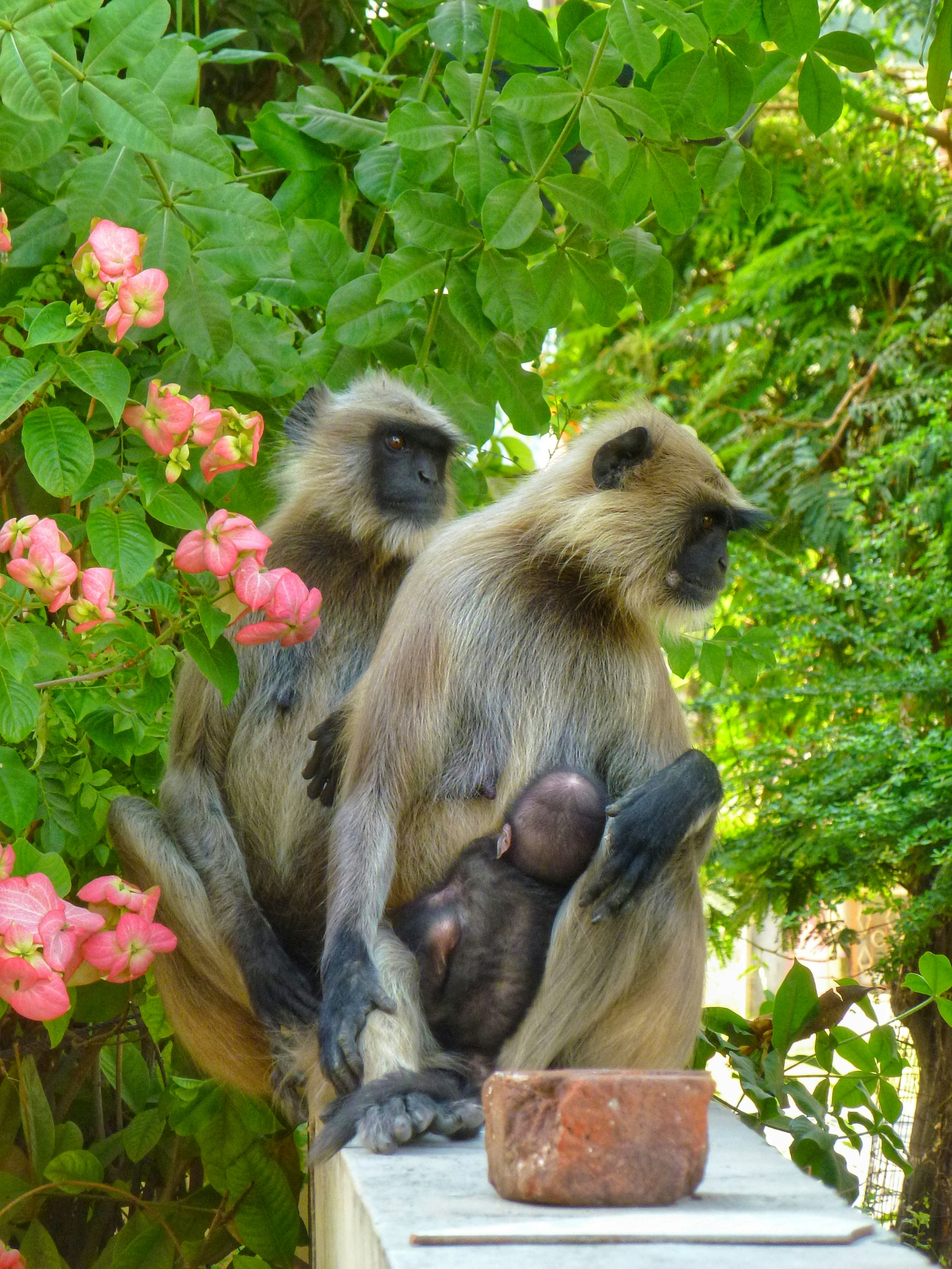 Two golden langurs, an adult and a baby, perch on a ledge amid pink bougainvillea and dense green foliage. A candid wildlife photograph highlighting family bonding in a lush garden setting.