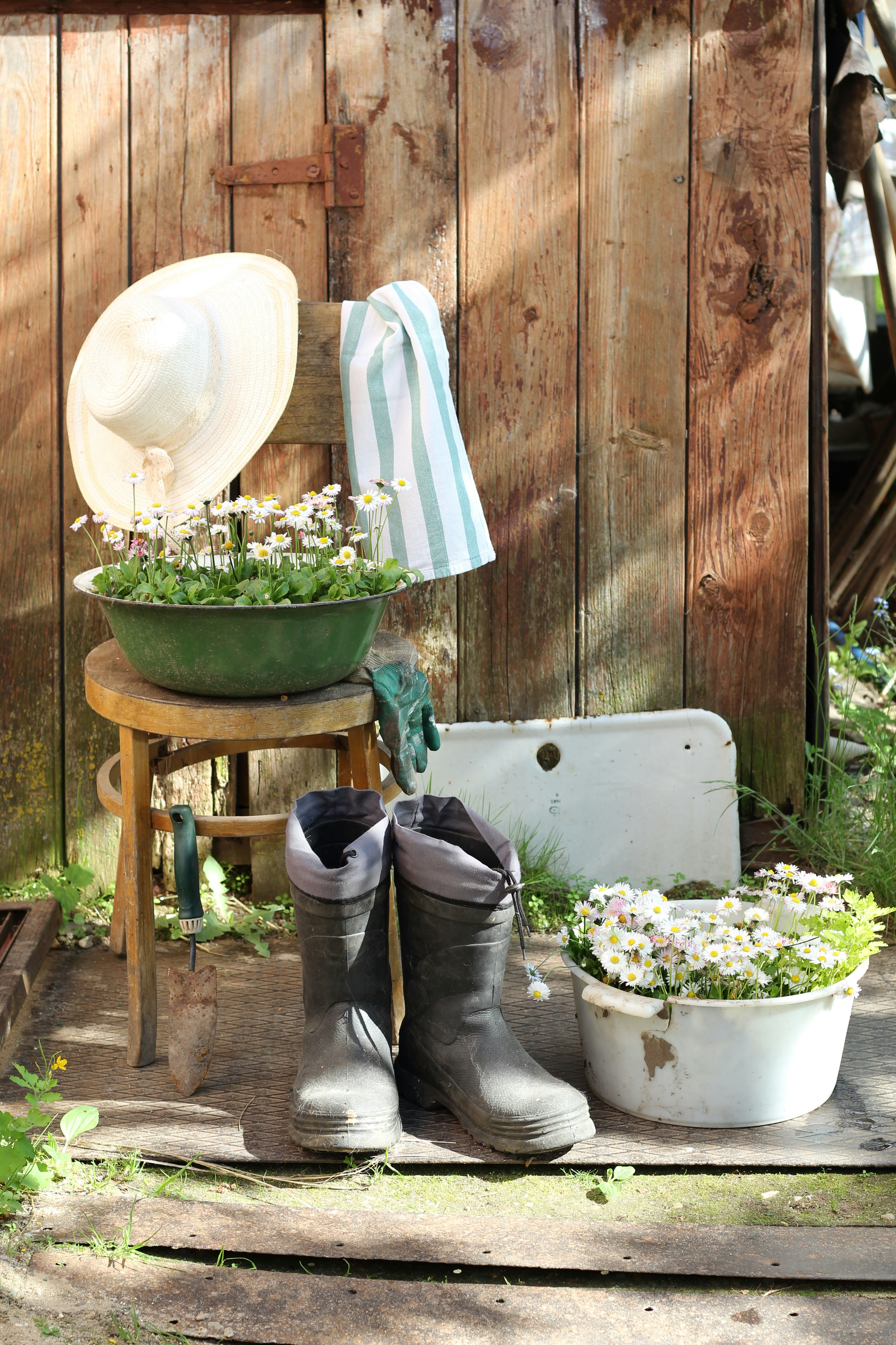 Daisies on a Weathered Stool: Quiet Morning by a Rustic Shed
