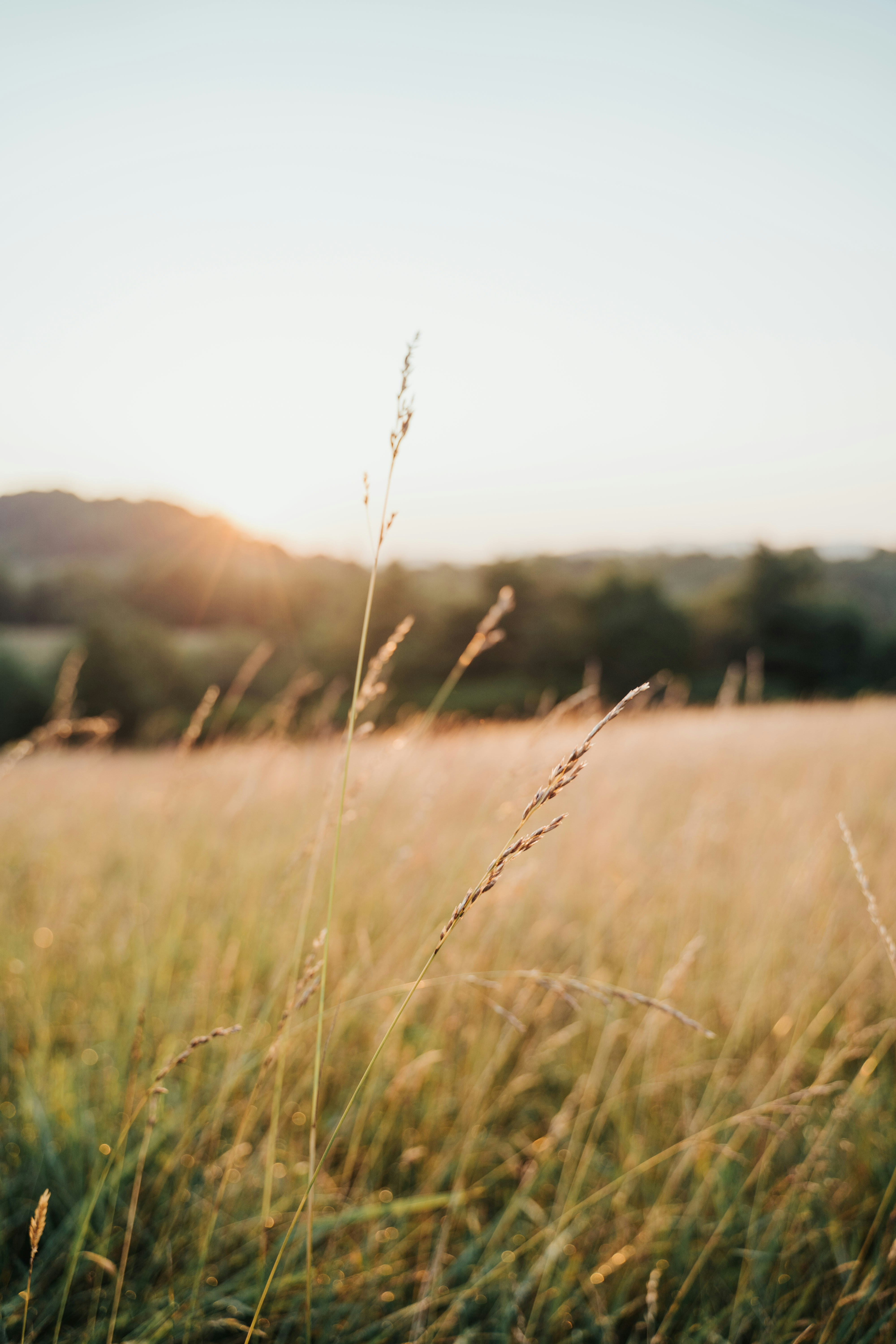 Golden grasses swaying gently in a sunlit field at dawn, with a soft glow illuminating the horizon.