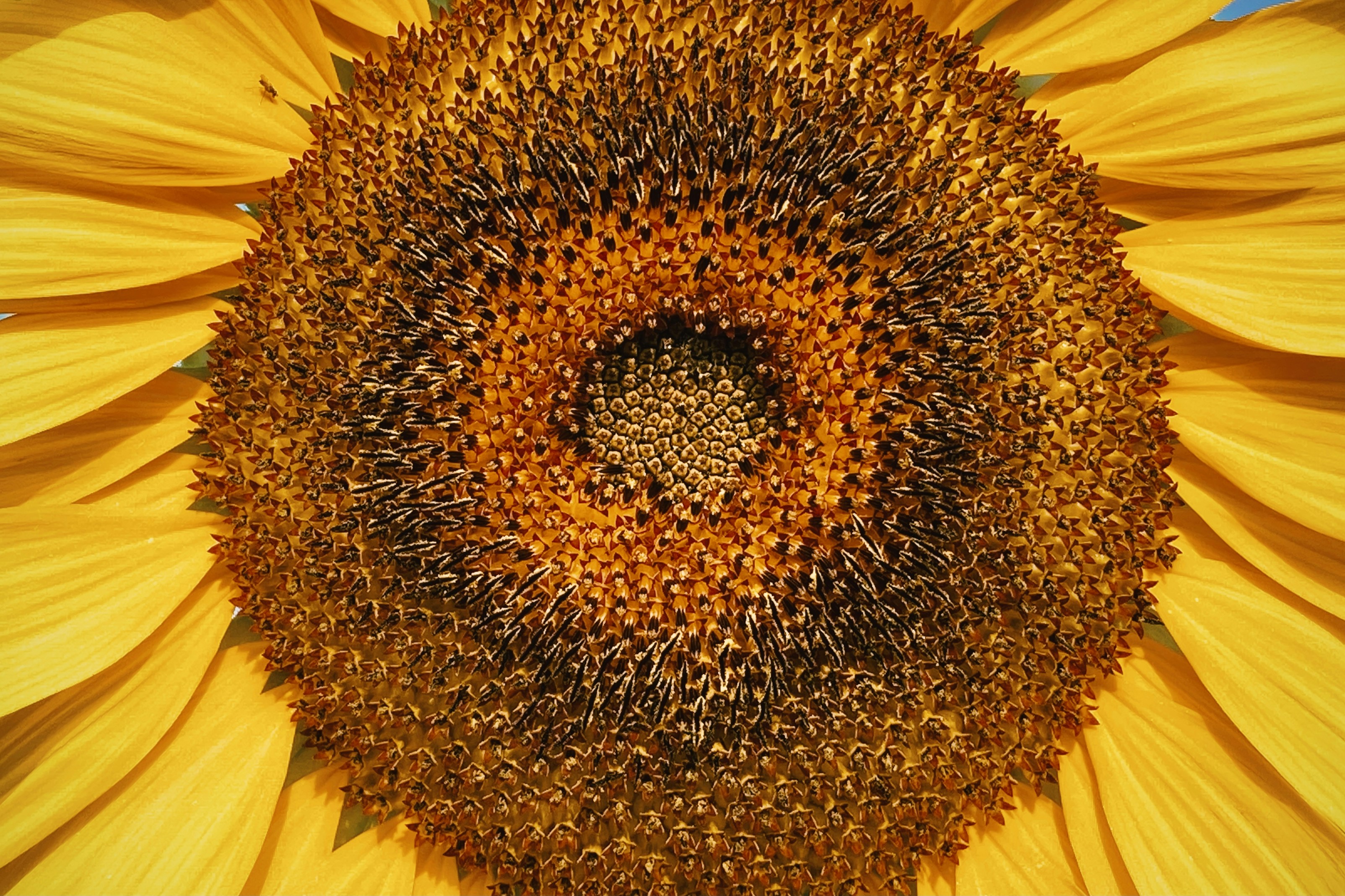 Golden Spiral Macro: Center View of a Sunflower's Core