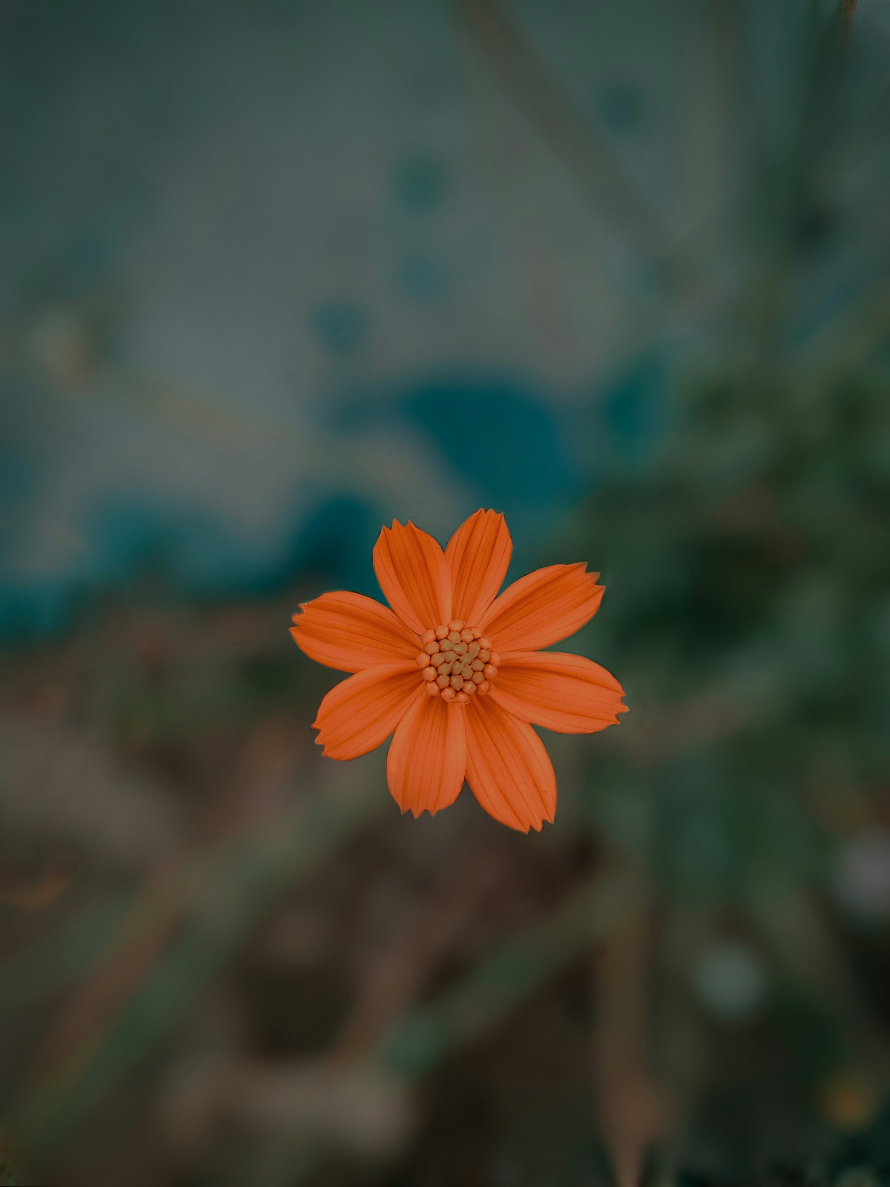 A solitary orange flower stands out against a softly blurred green background, emphasizing its intricate petal structure and vibrant color.