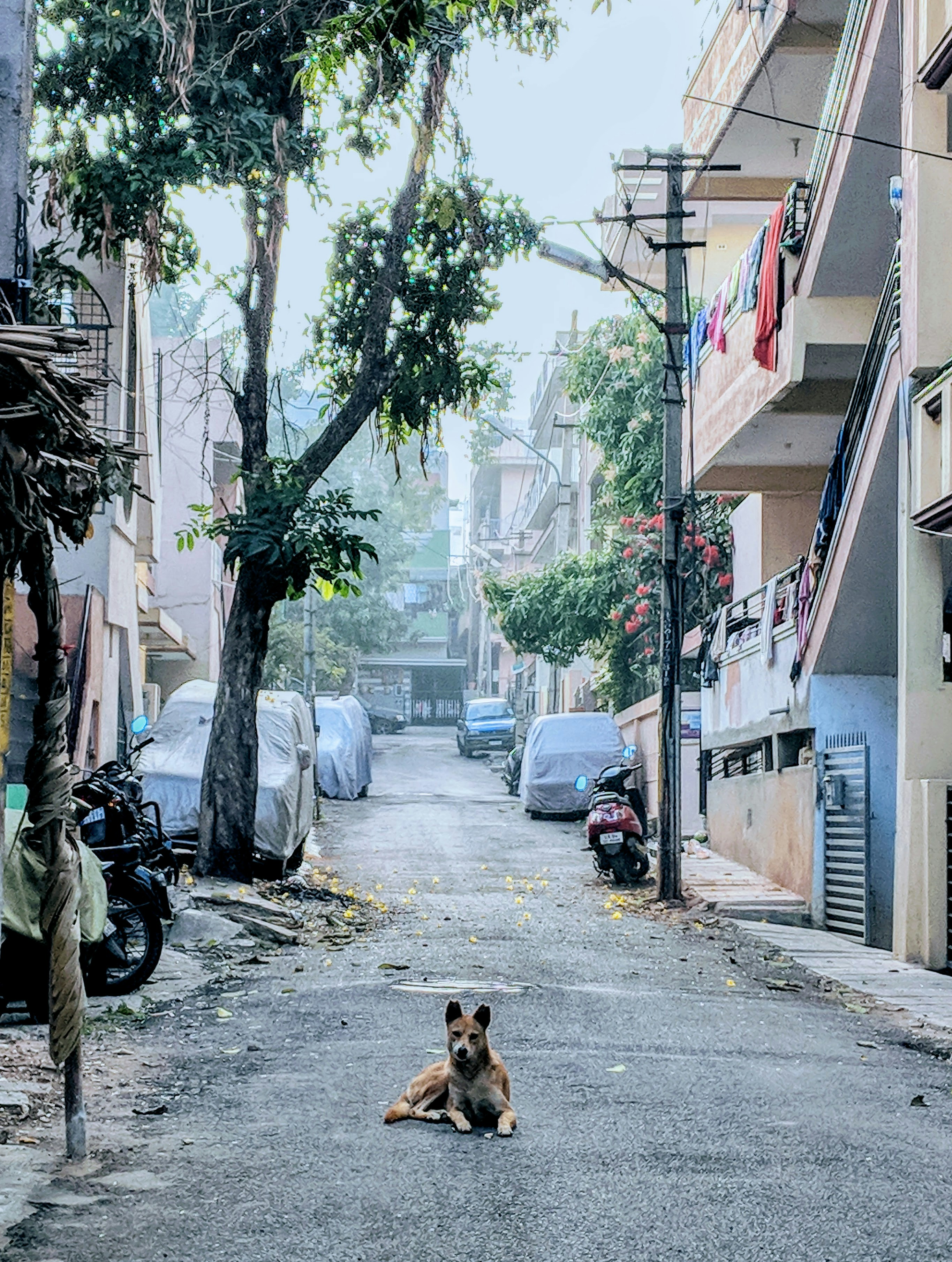 Lone Hound in a Quiet Urban Alley