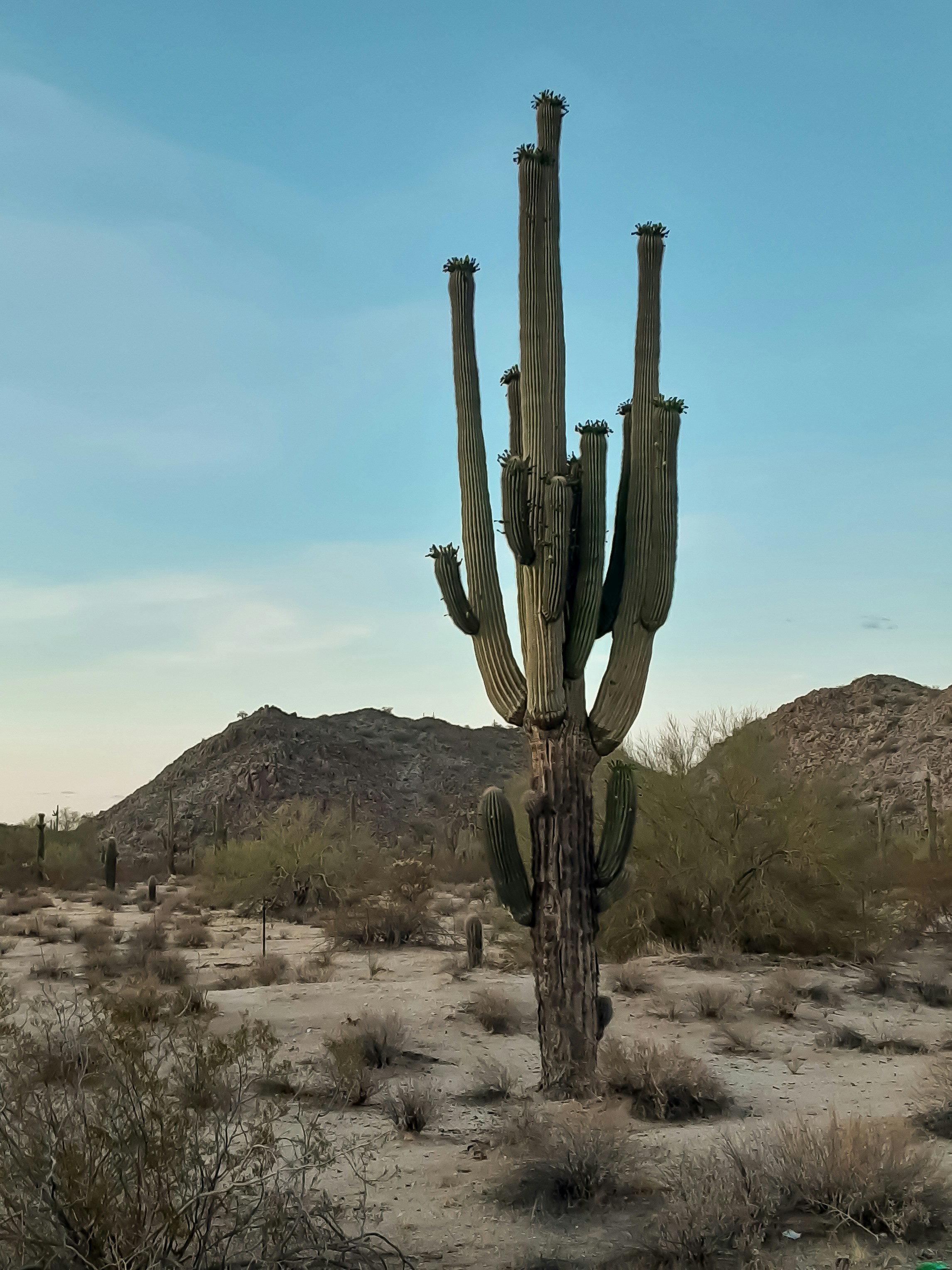 Cactus verde en campo marrón durante el día foto – Imagen de Planta ...