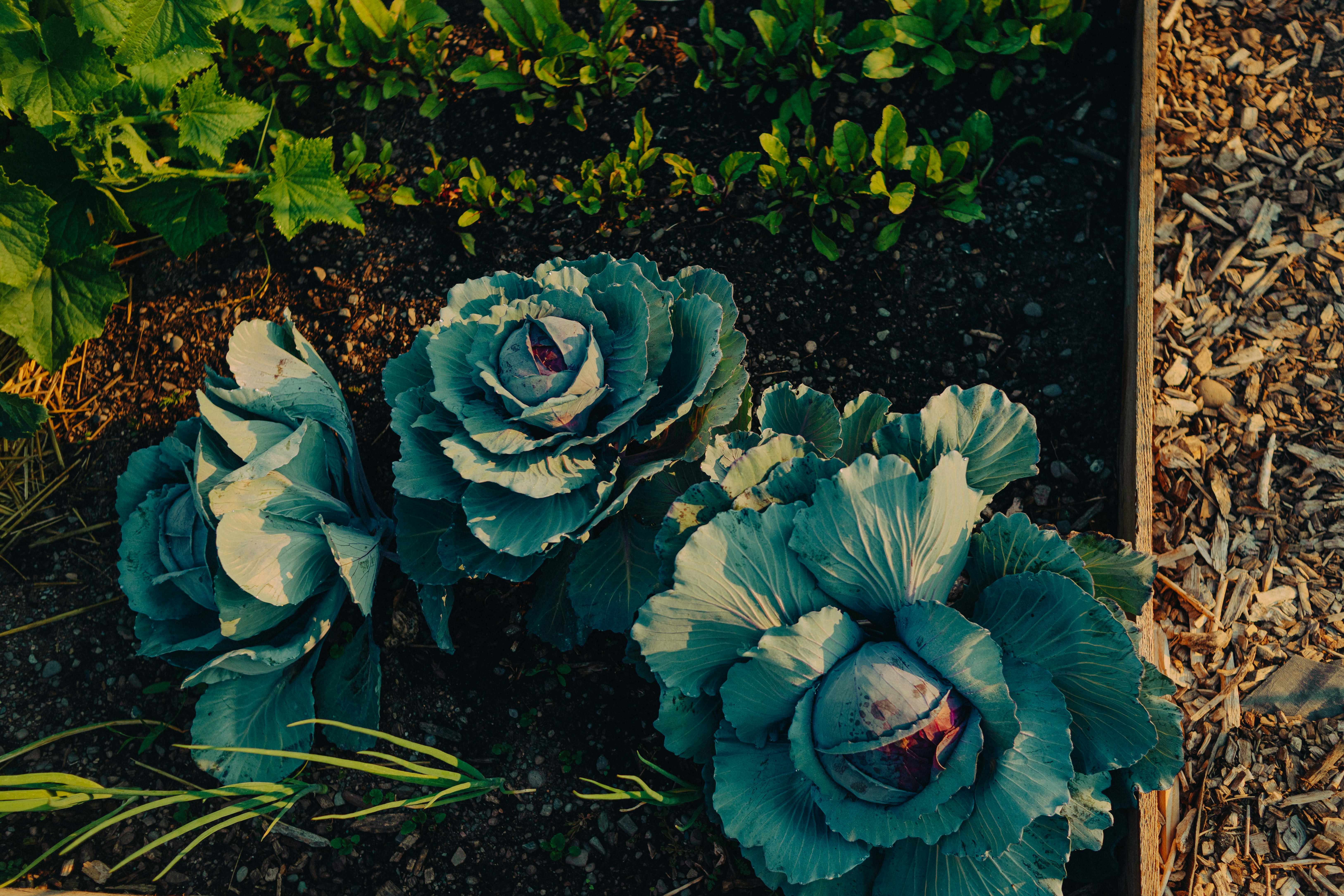 Blue Succulent Blooms in a Garden Bed