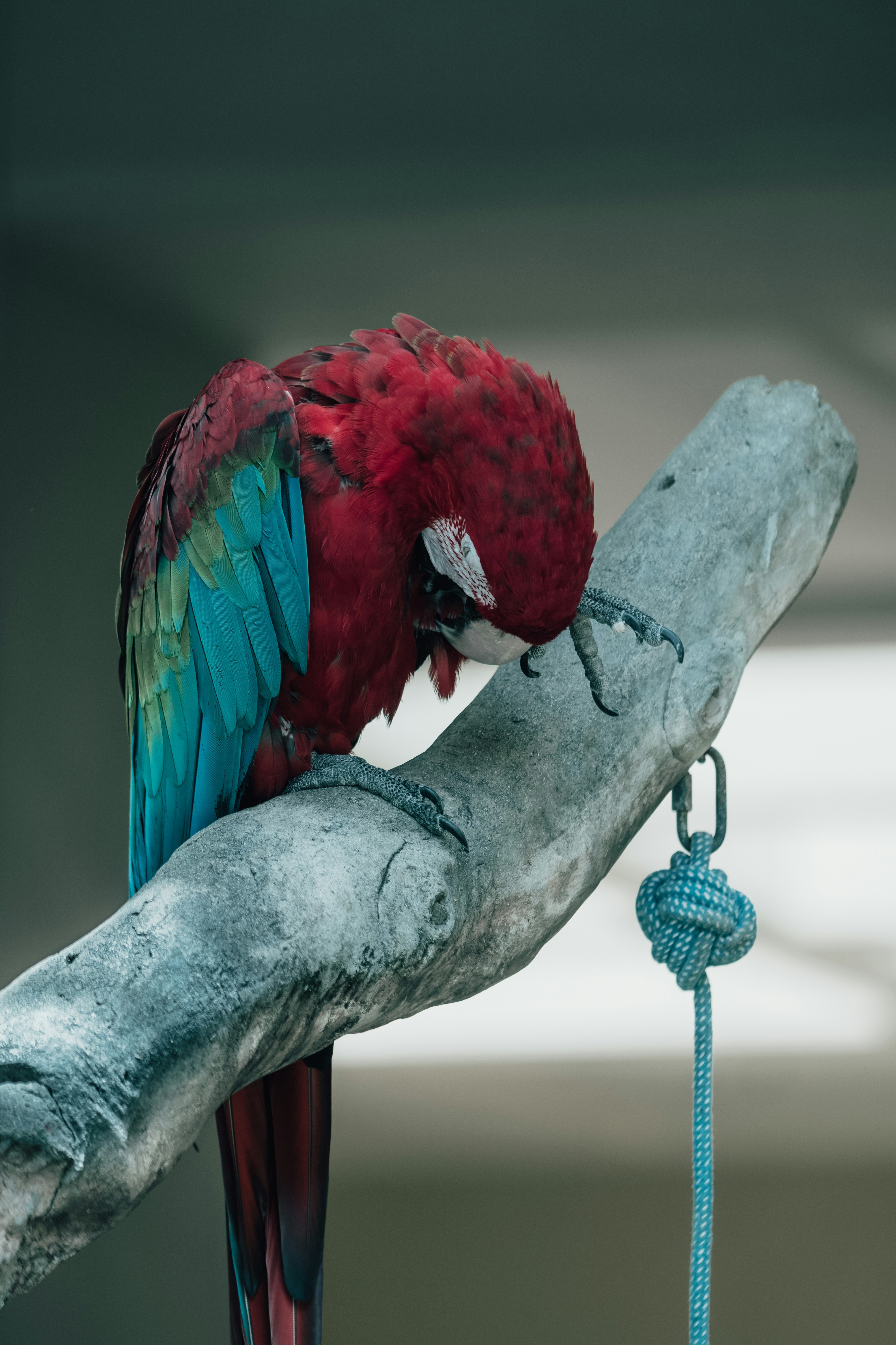 Red blue and green parrot on brown tree branch photo – Free Animal ...