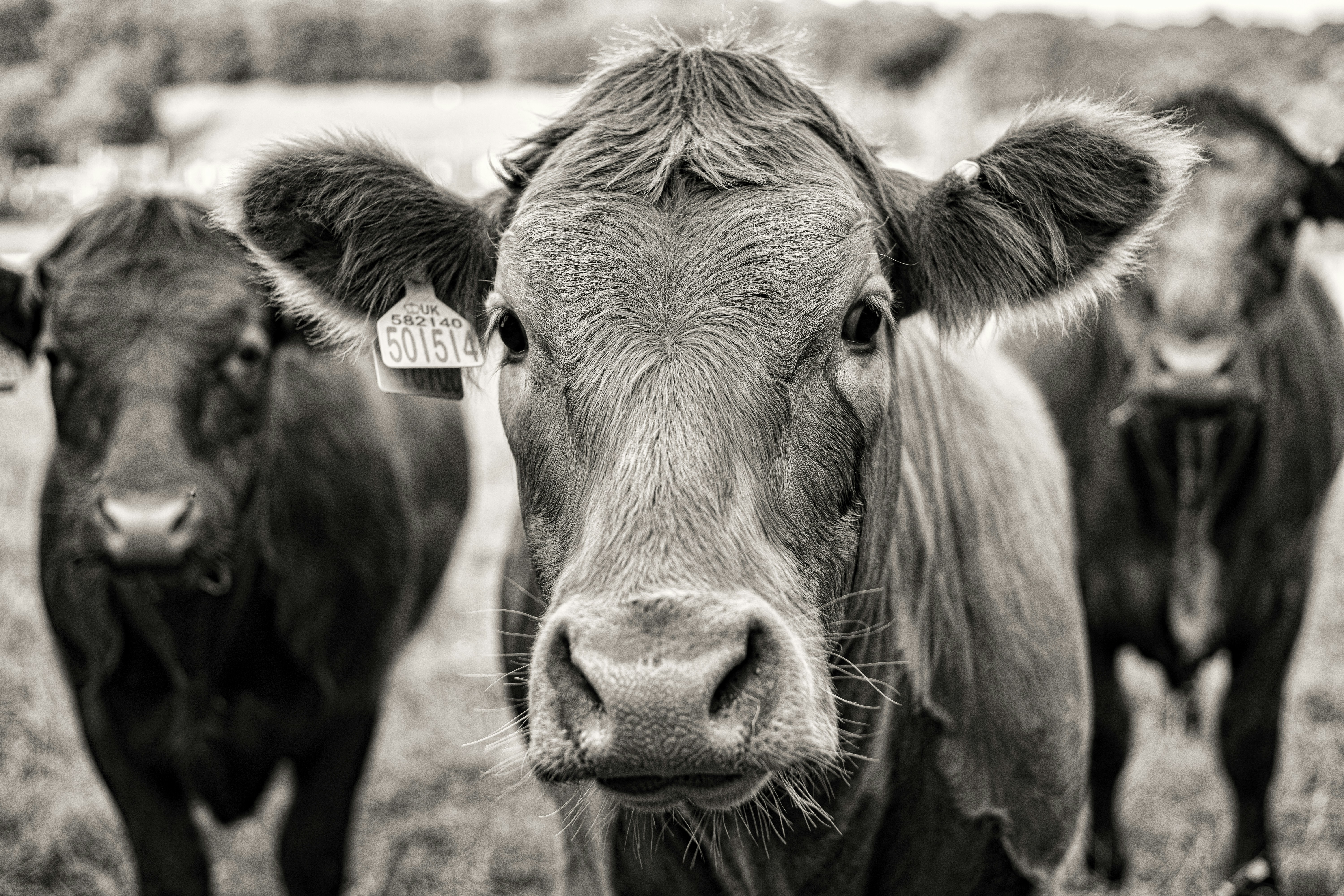 Grayscale photo of cow on field photo – Free Cow Image on Unsplash
