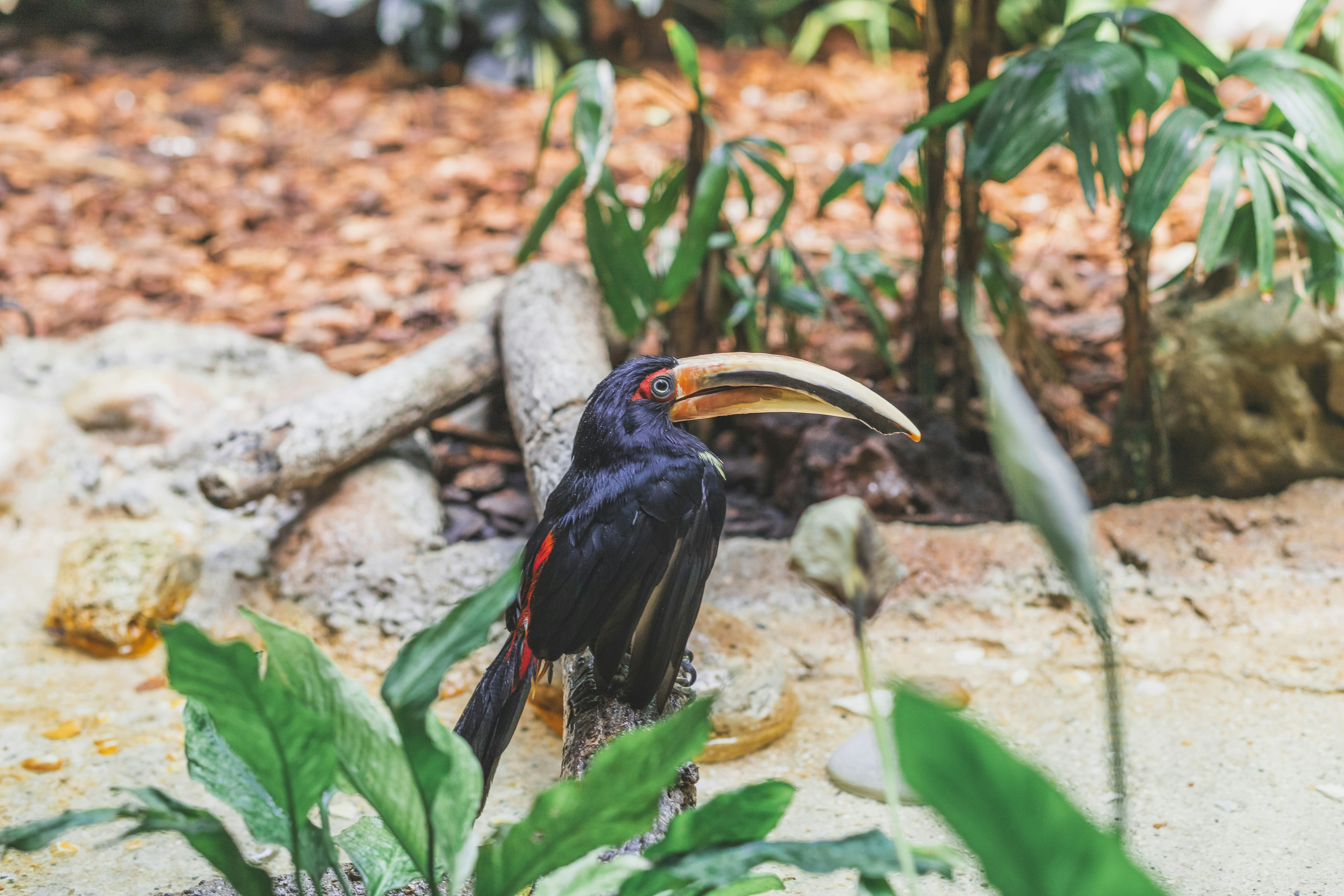 A vibrant toucan perched amidst lush greenery, showcasing its striking beak against a natural backdrop. 