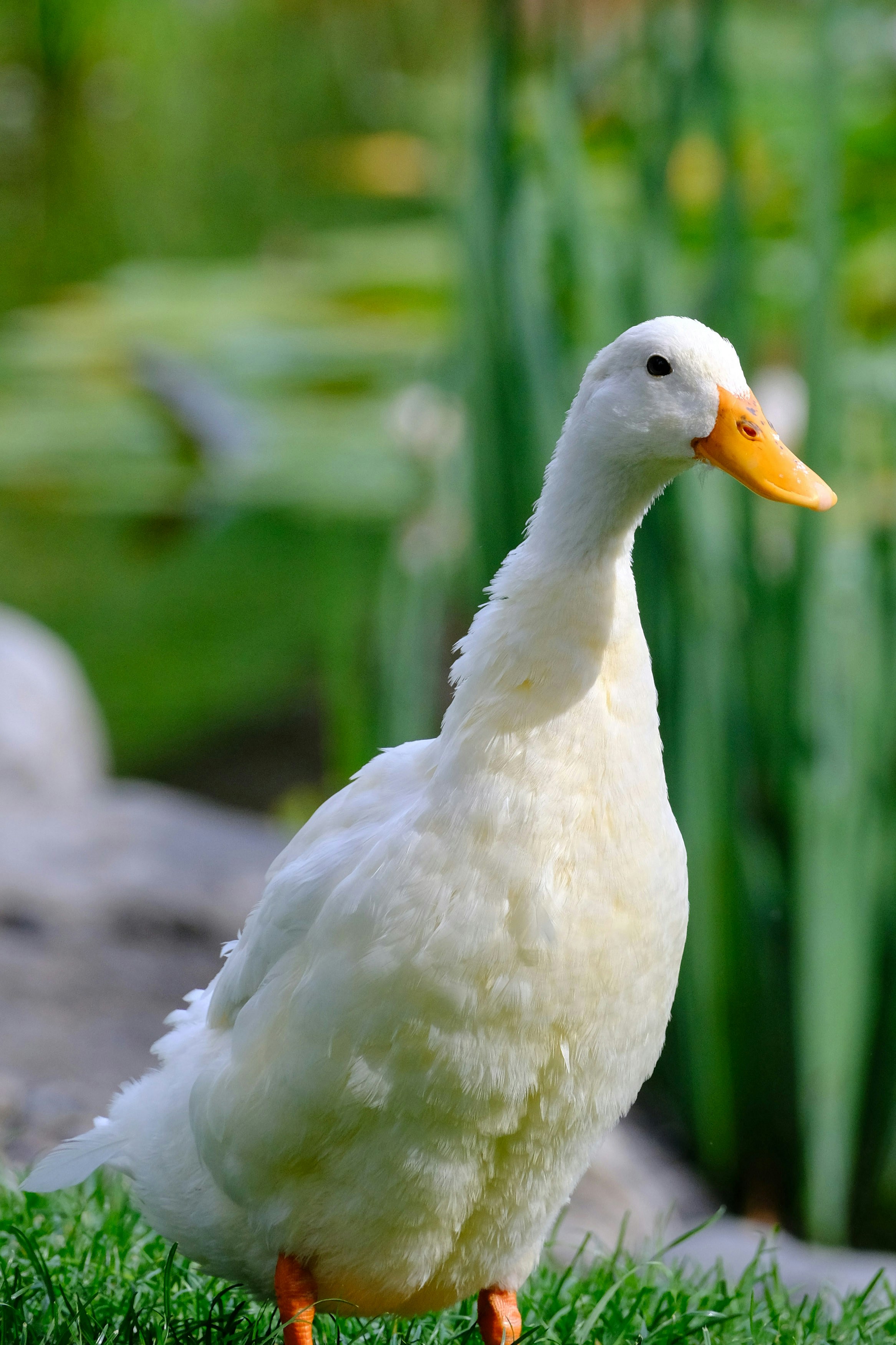 White Duck Tail