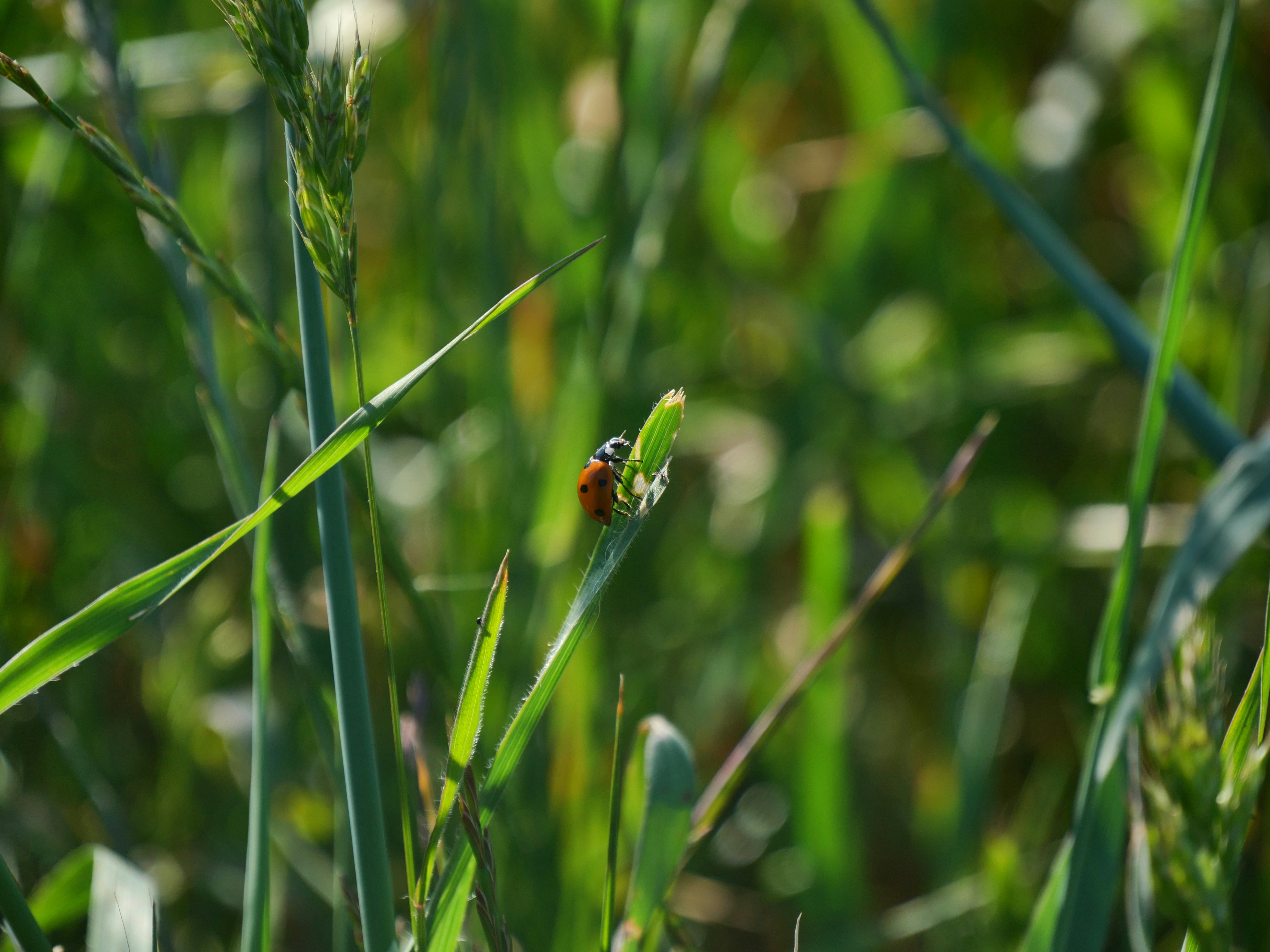 A vibrant ladybug perched on a blade of grass surrounded by lush greenery, showcasing the beauty of nature's small wonders.