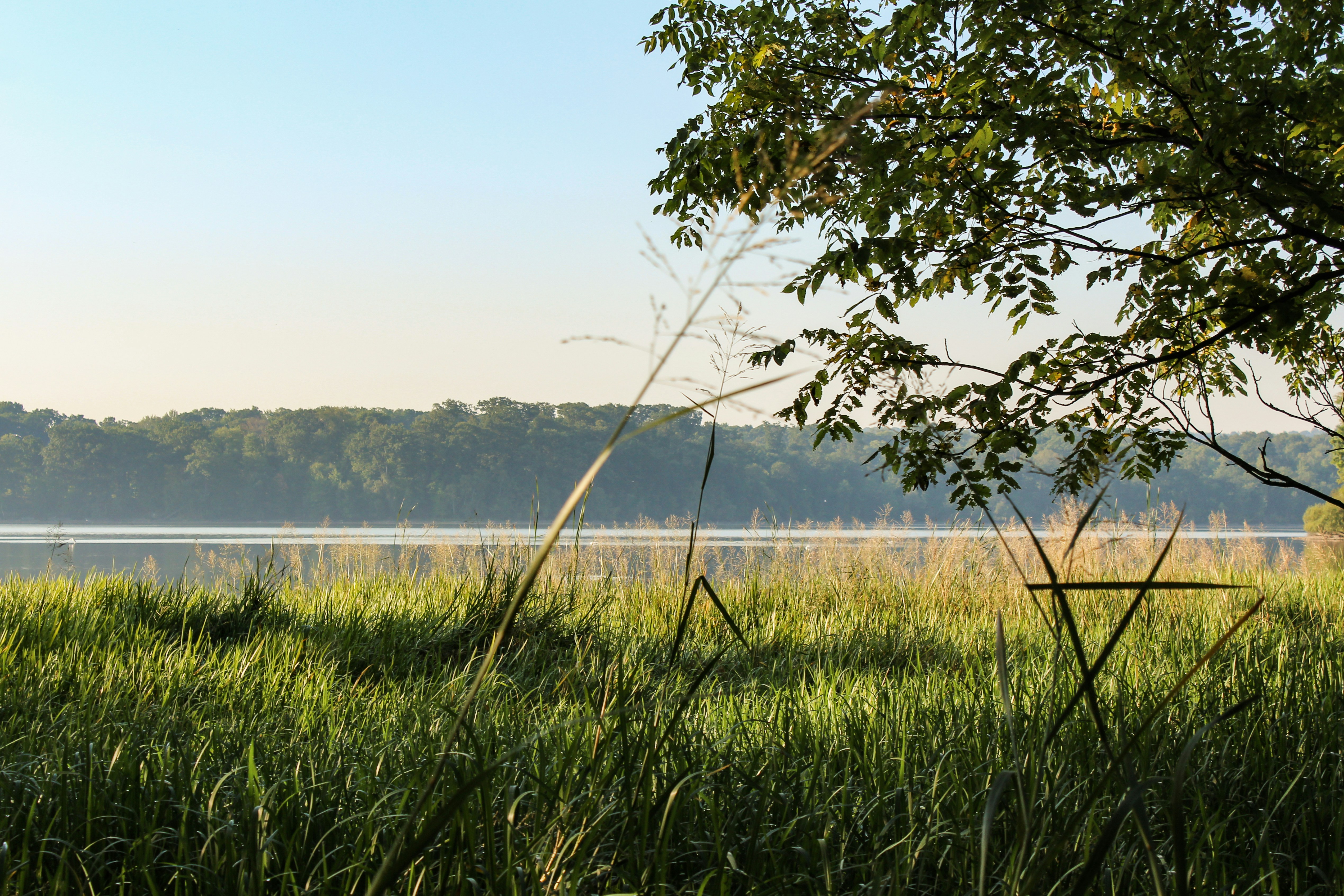 Lush green grasses frame a tranquil lake scene, with mist rising from the water's surface under a clear sky.