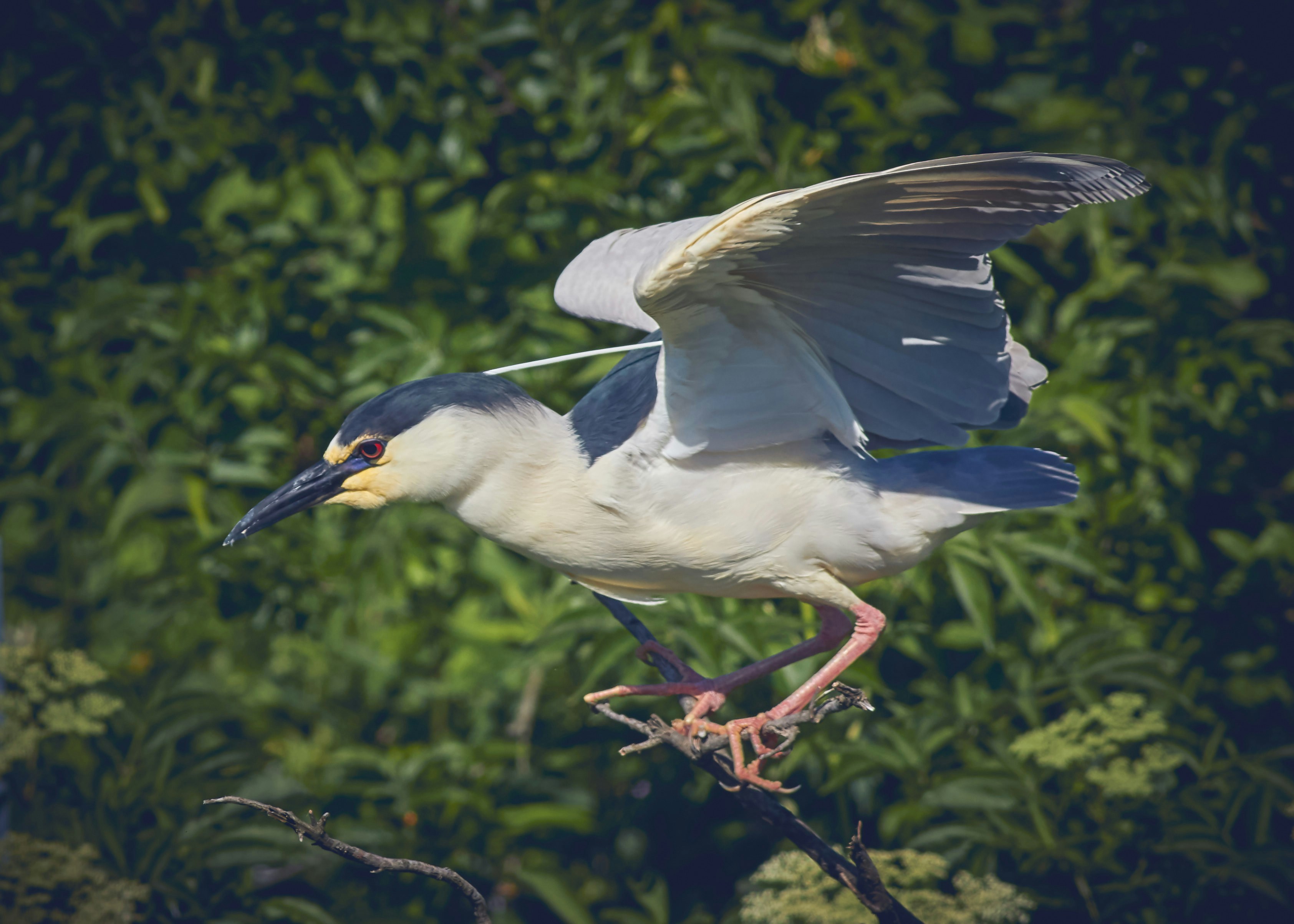 Gliding Crane: A Moment of Lift Above Verdant Neath