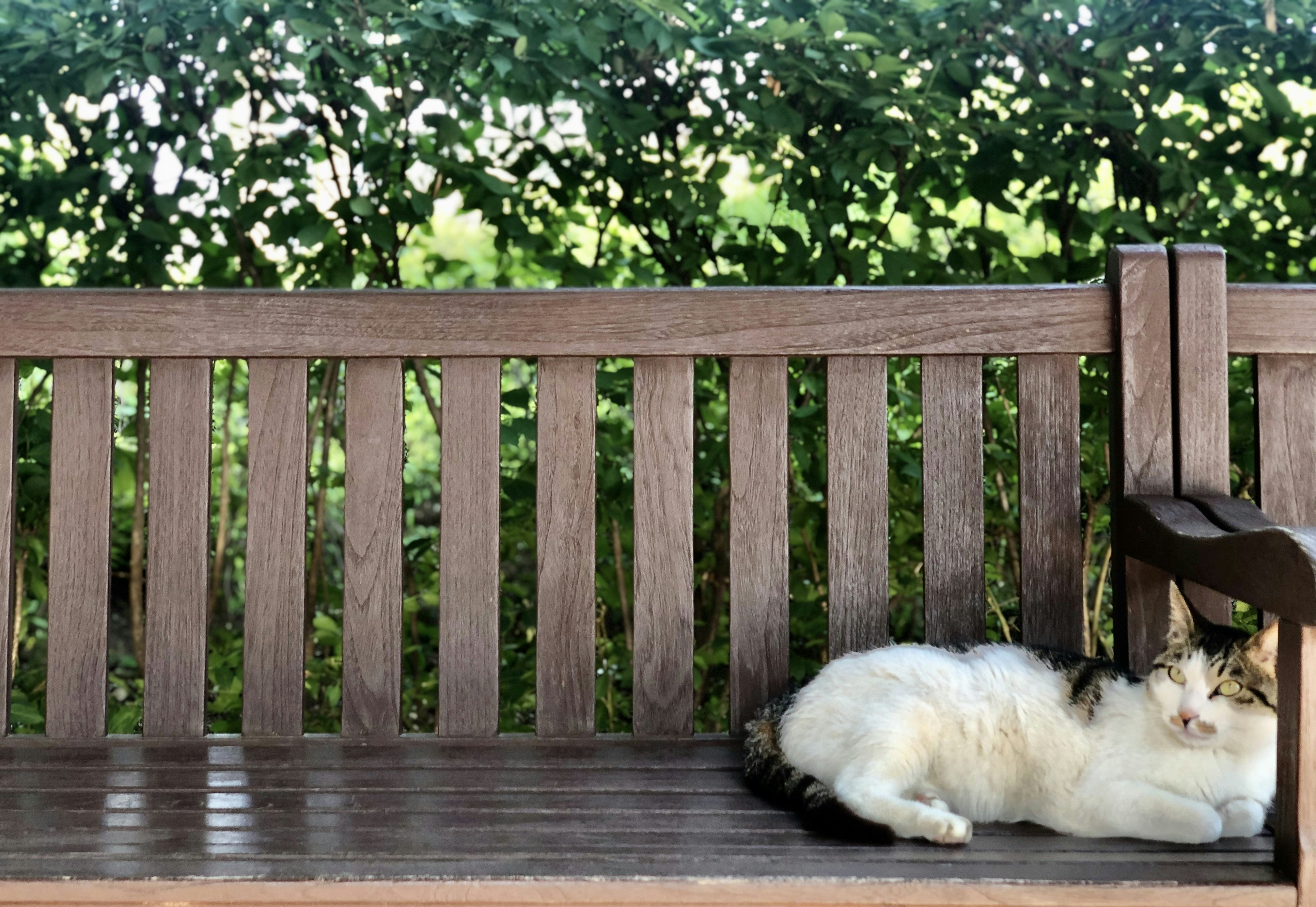 A relaxed cat lounging on a wooden bench, surrounded by lush greenery. The scene captures a tranquil moment in a natural setting.