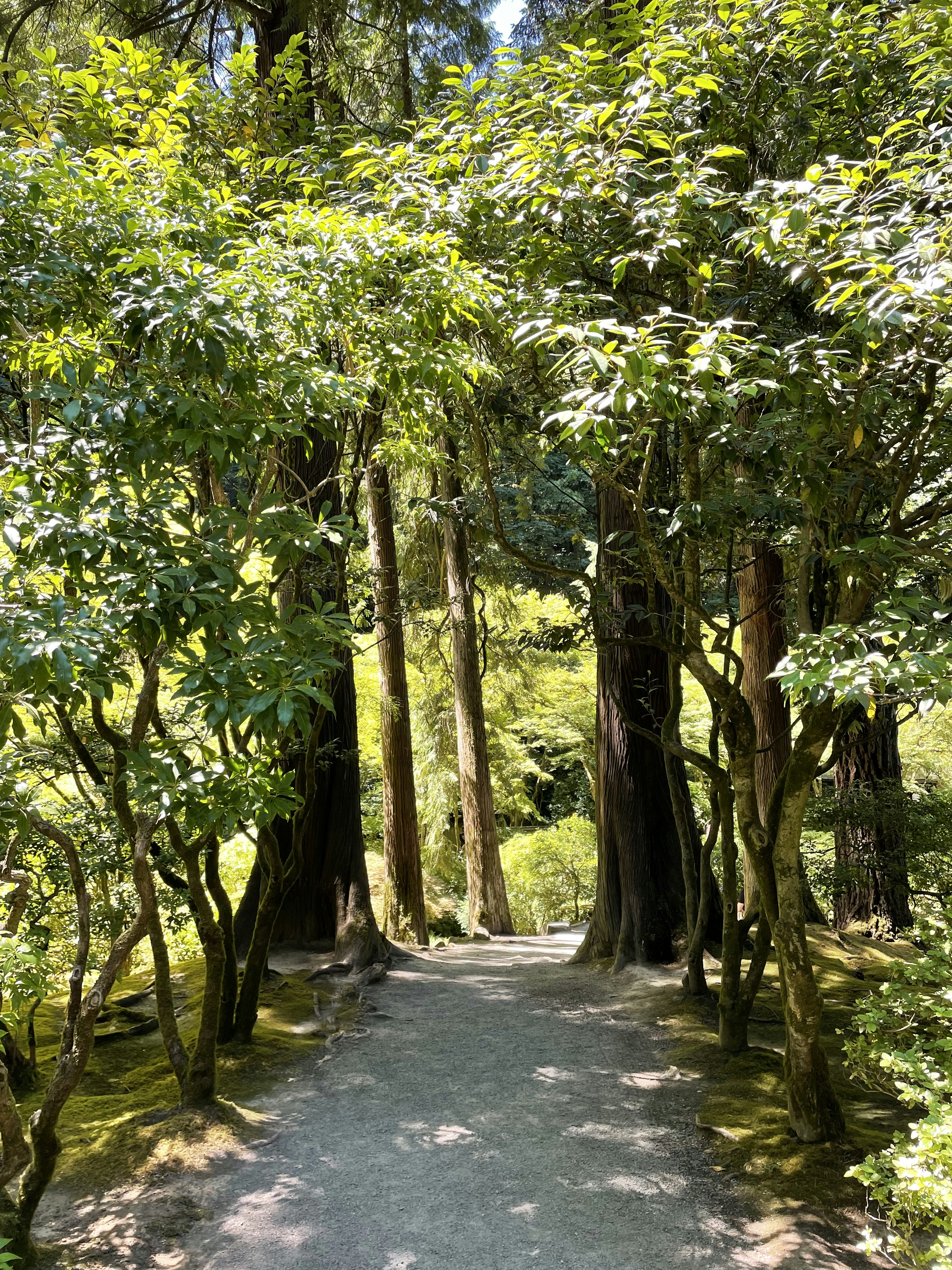 Pathway winding through lush greenery in a tranquil garden setting.