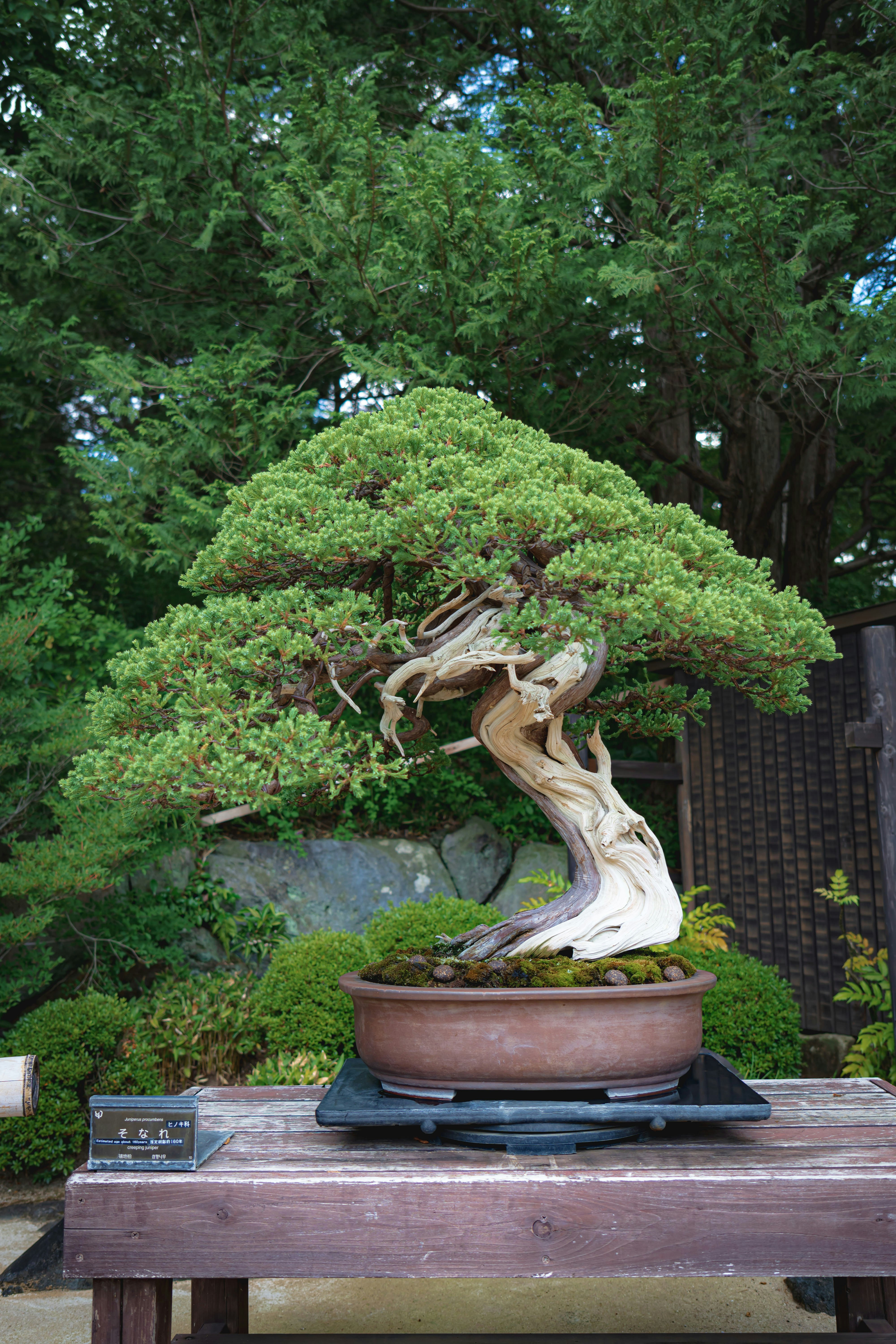 Intricately shaped bonsai tree displayed on a wooden table, surrounded by lush greenery and a textured backdrop.