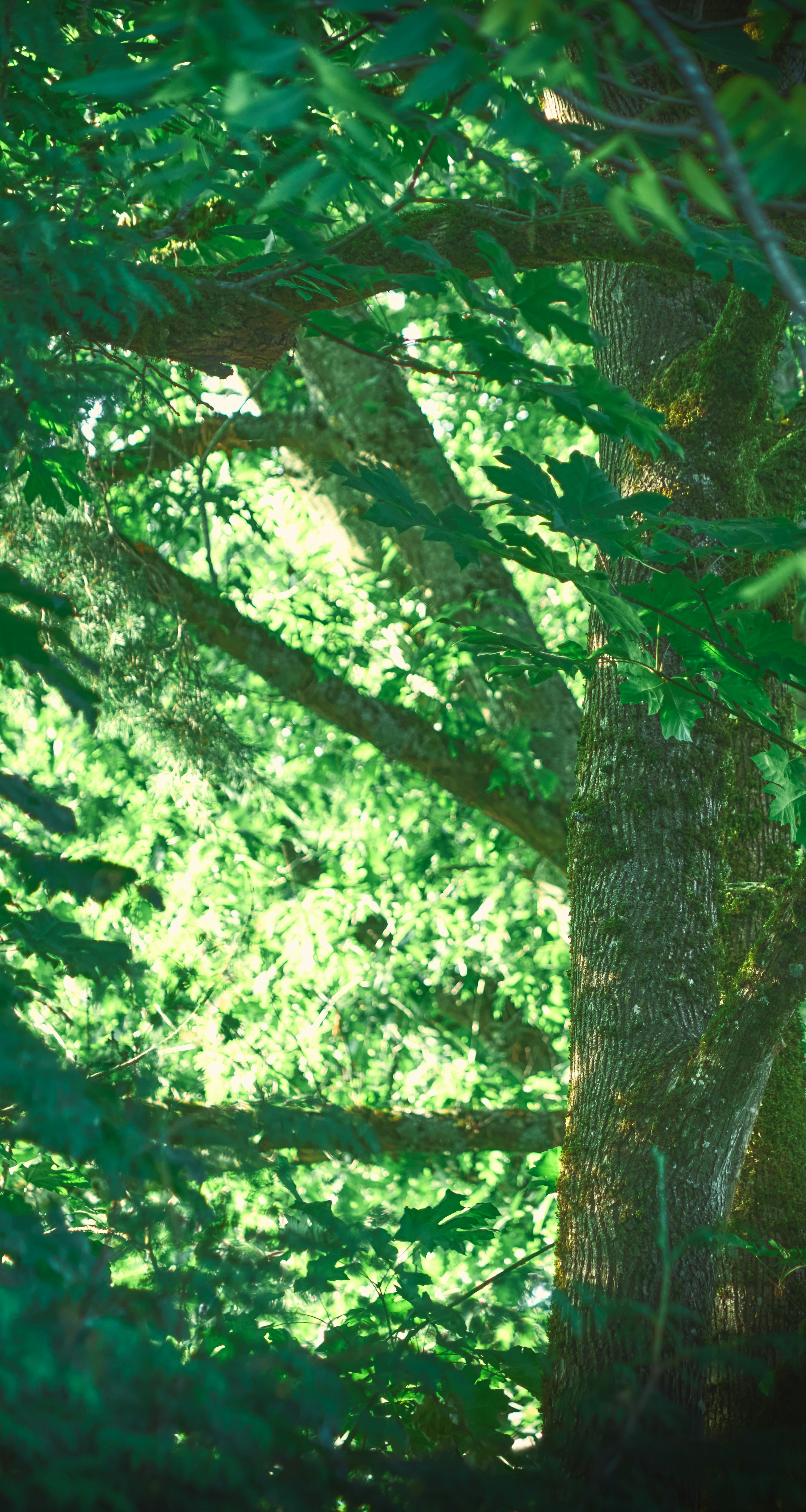 Sunlight filters through a dense canopy of vibrant green leaves, highlighting the textured bark of a tree amidst a lush forest backdrop.