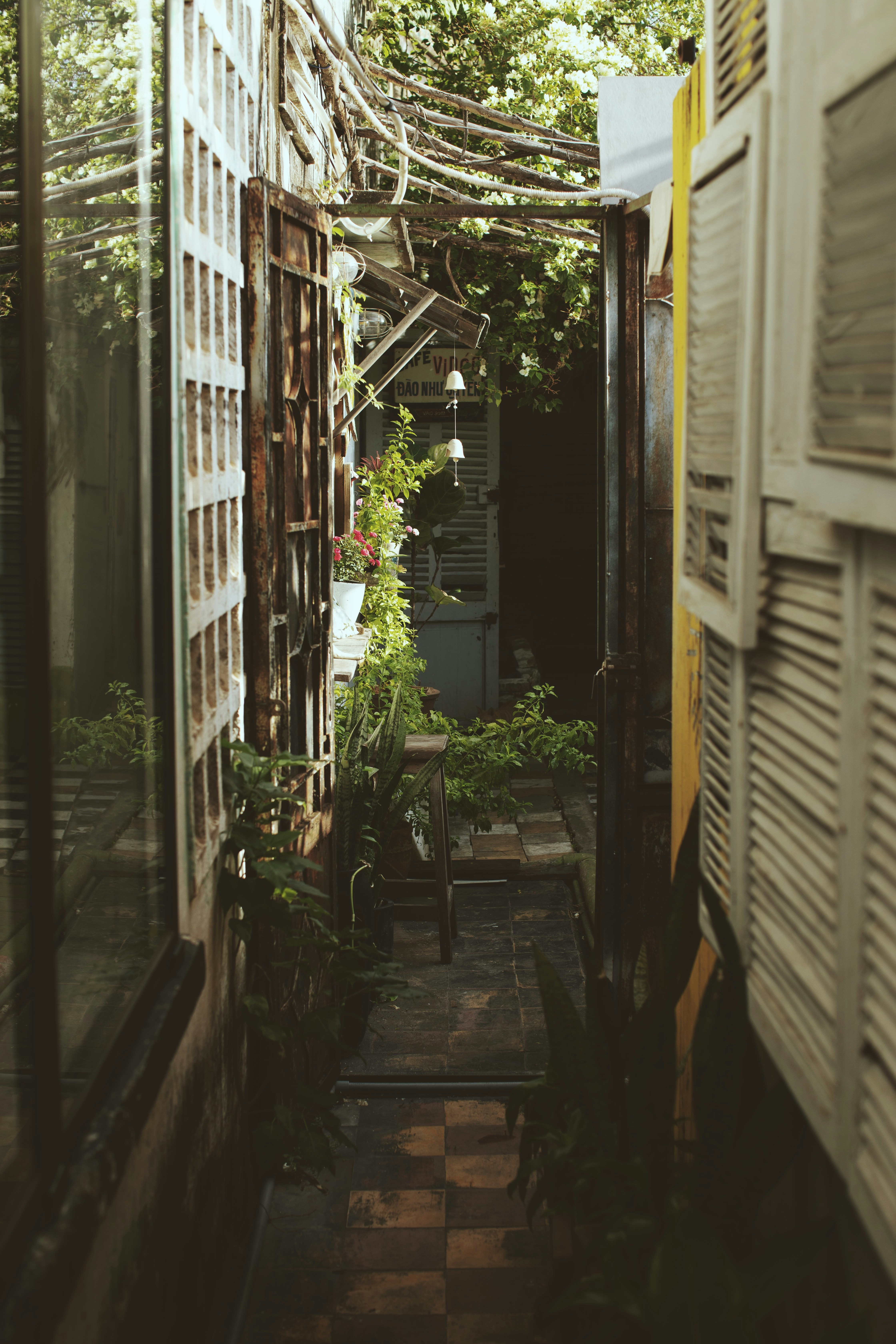 green plants on brown wooden table