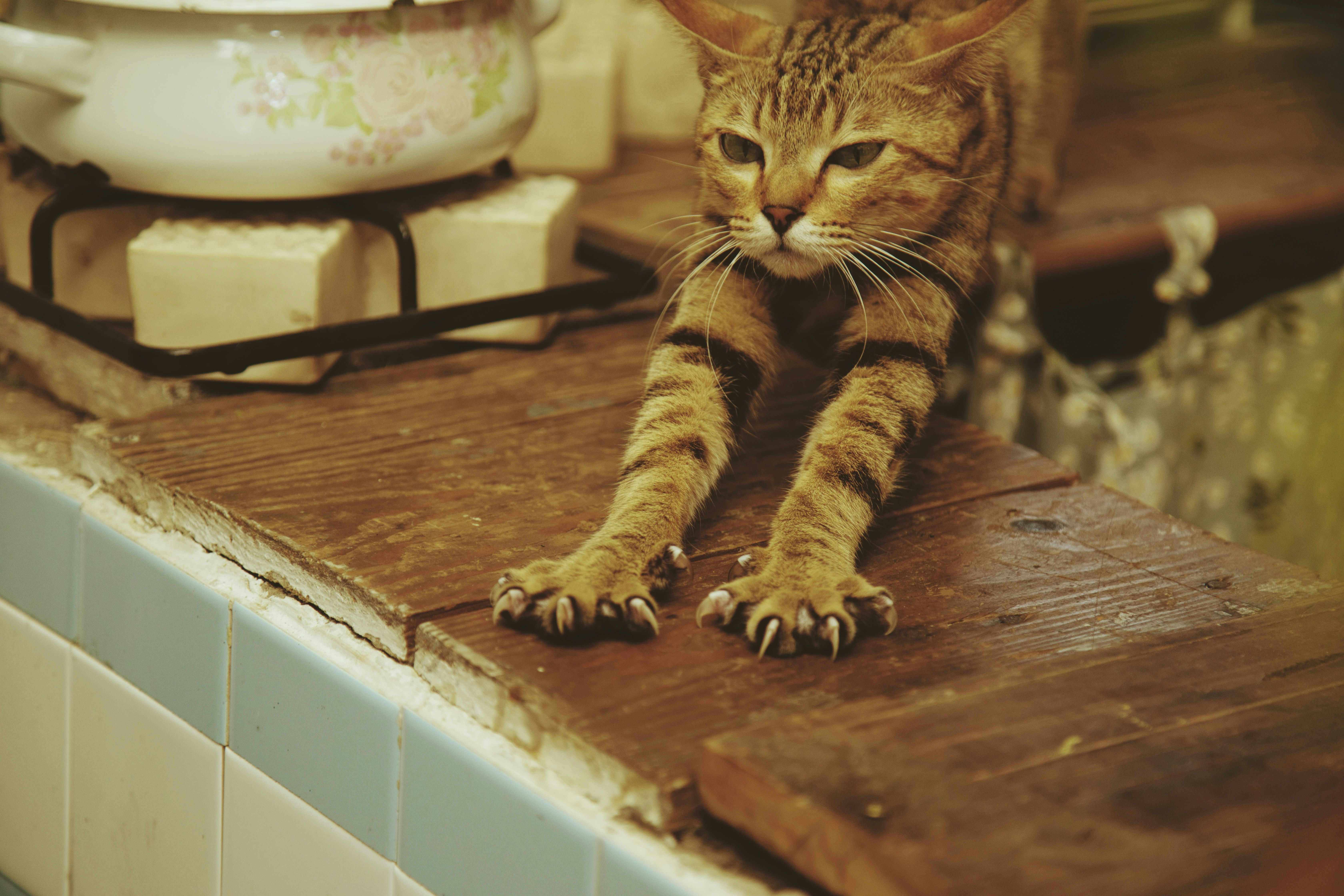 Cat on a wooden ledge: curious gaze over a kitchen setup