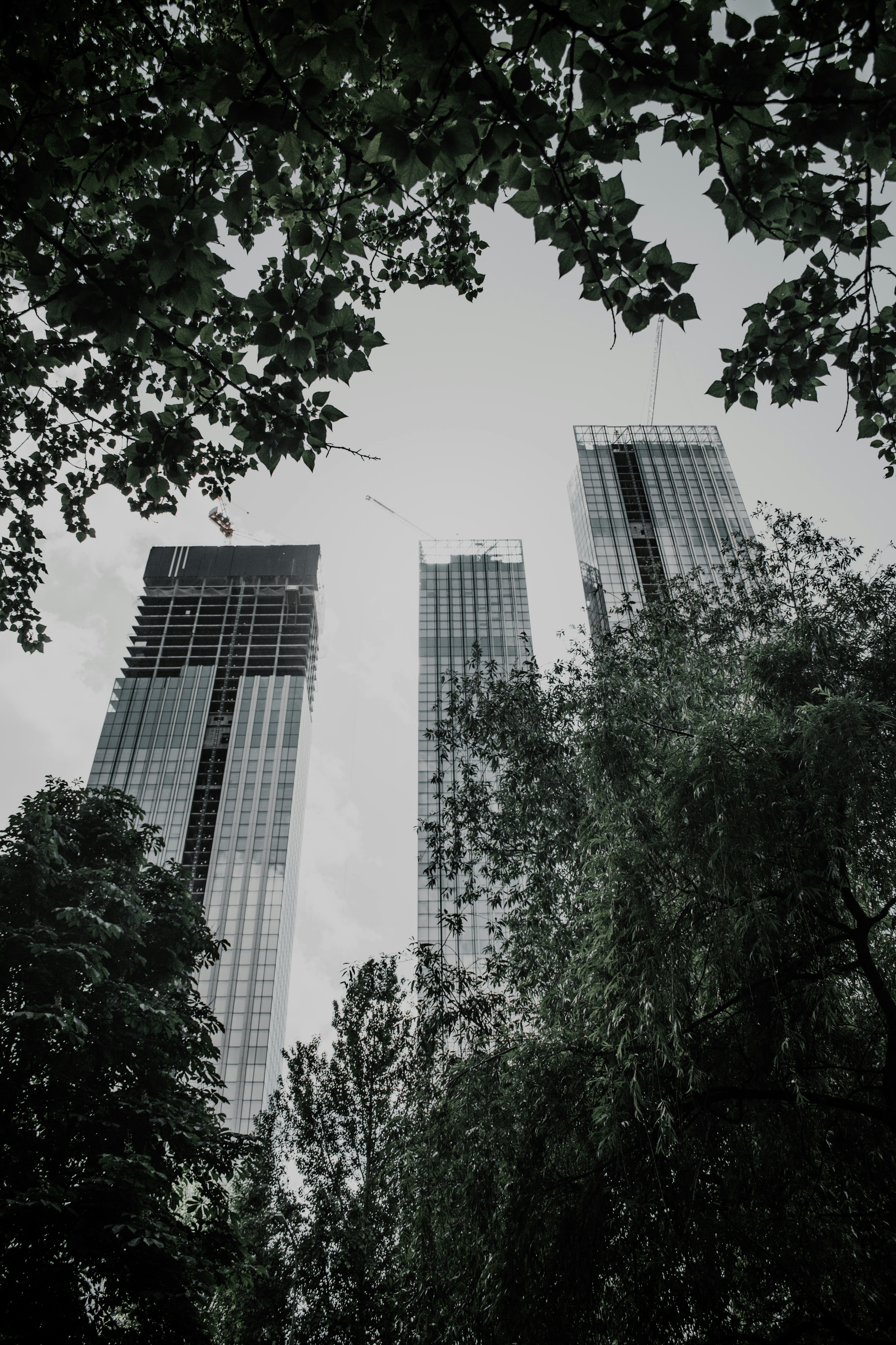 Skyscrapers Rising Through a Canopy
