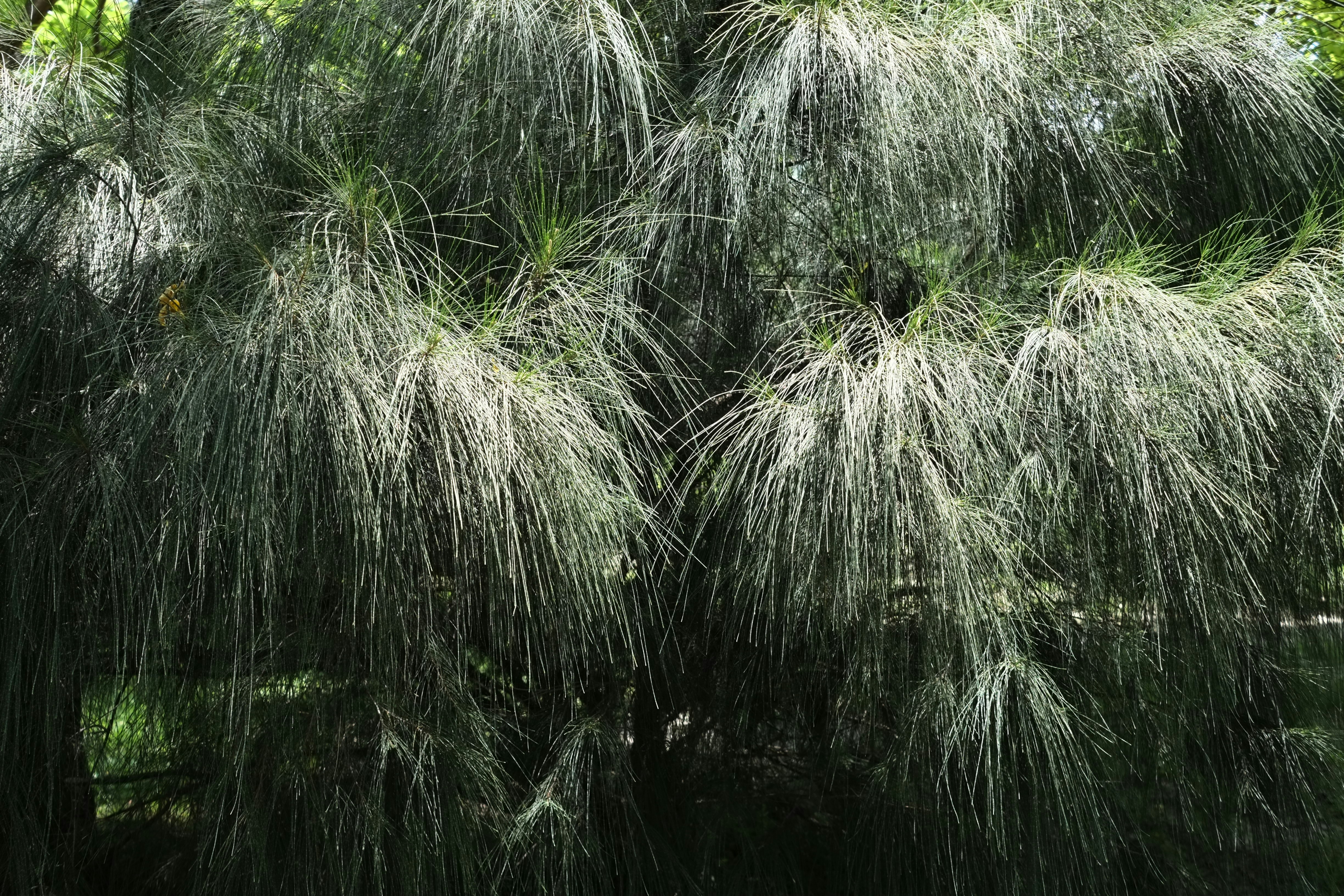 Intricate strands of foliage intertwine, creating a natural tapestry of textures and shades. The lush greenery evokes a sense of serenity.