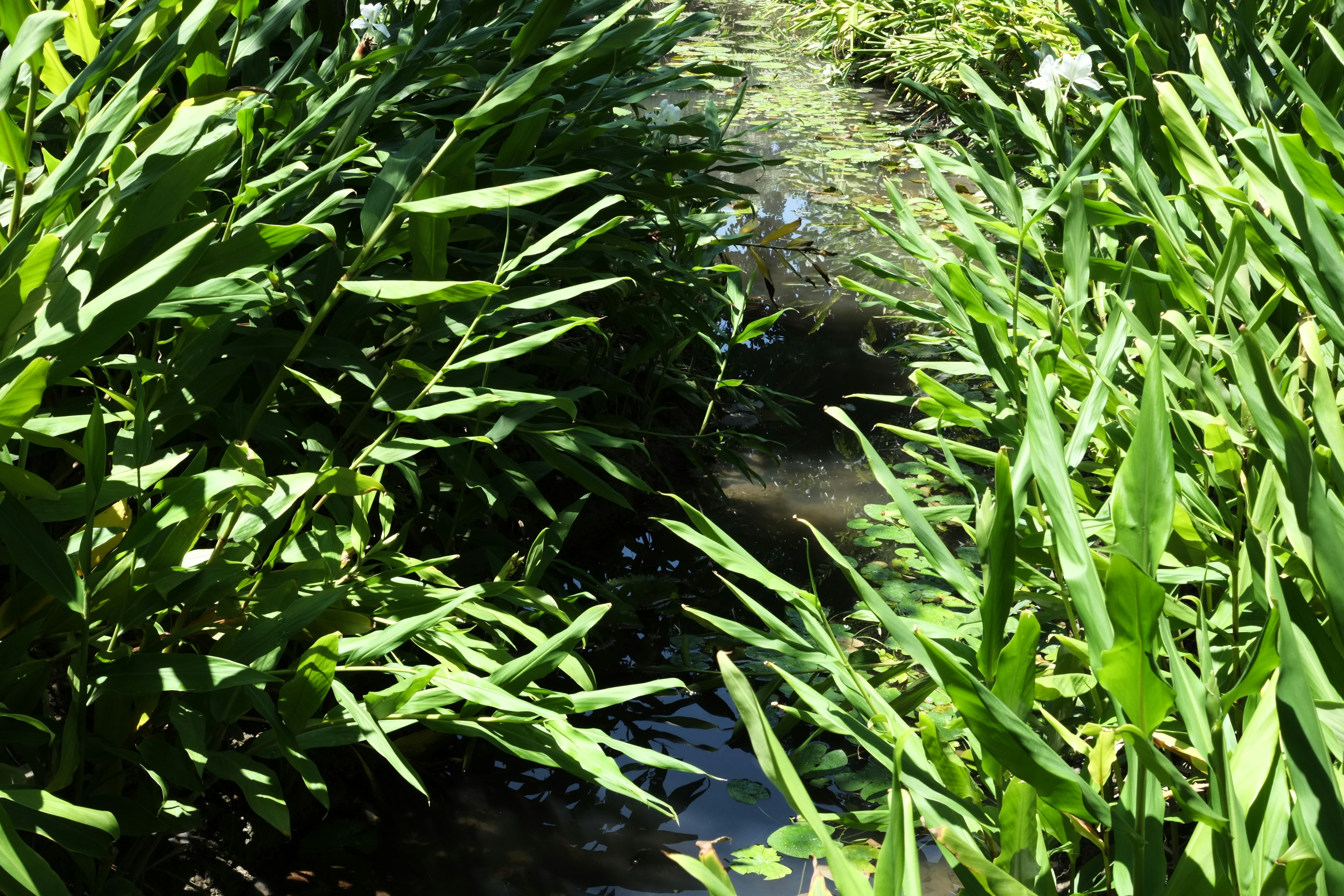 Narrow Channel Through Dense Green Reeds