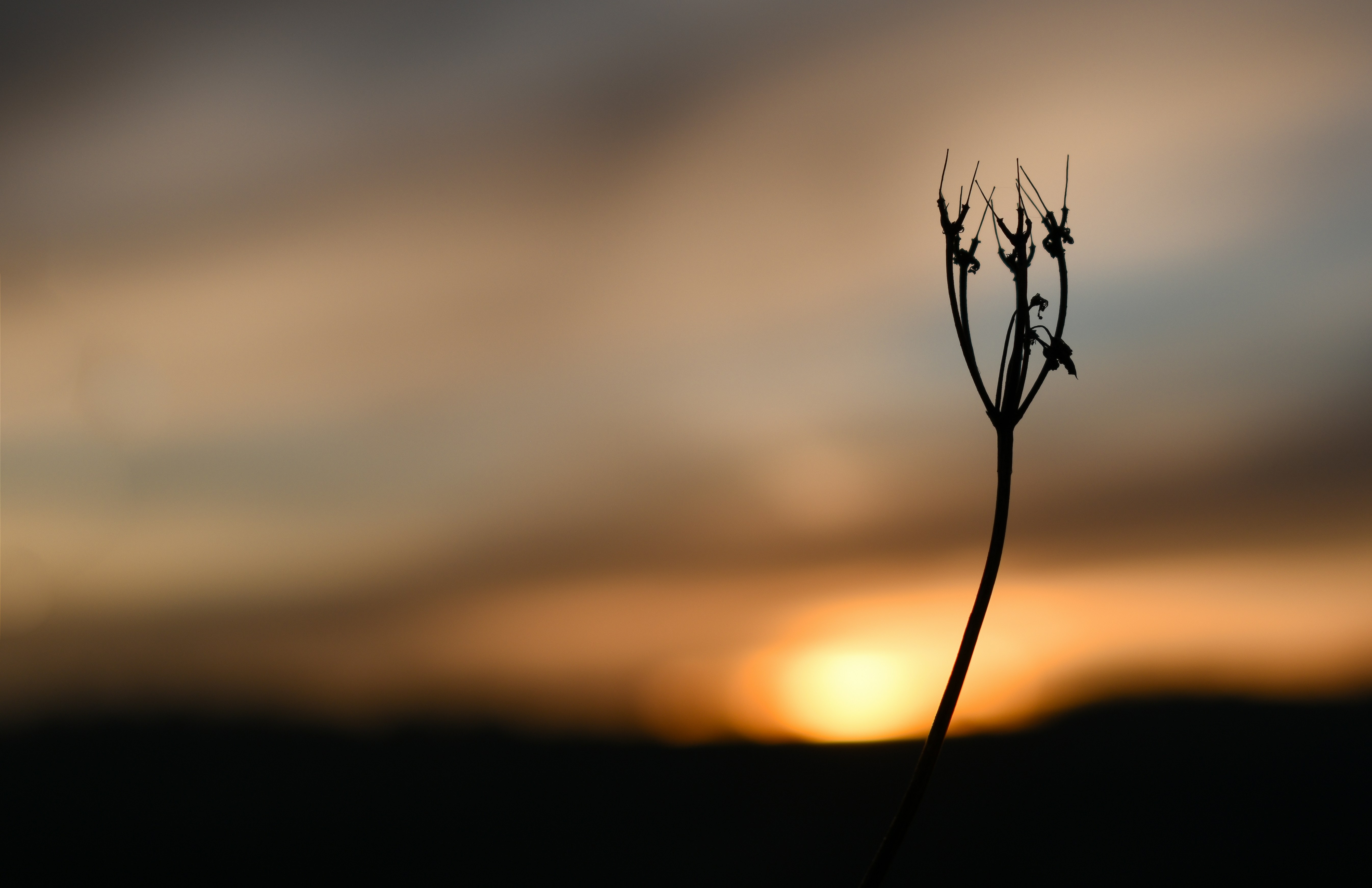 A delicate plant silhouette stands against a vibrant sunset, capturing the essence of nature's endurance. The contrasting colors enhance the scene's emotional depth.