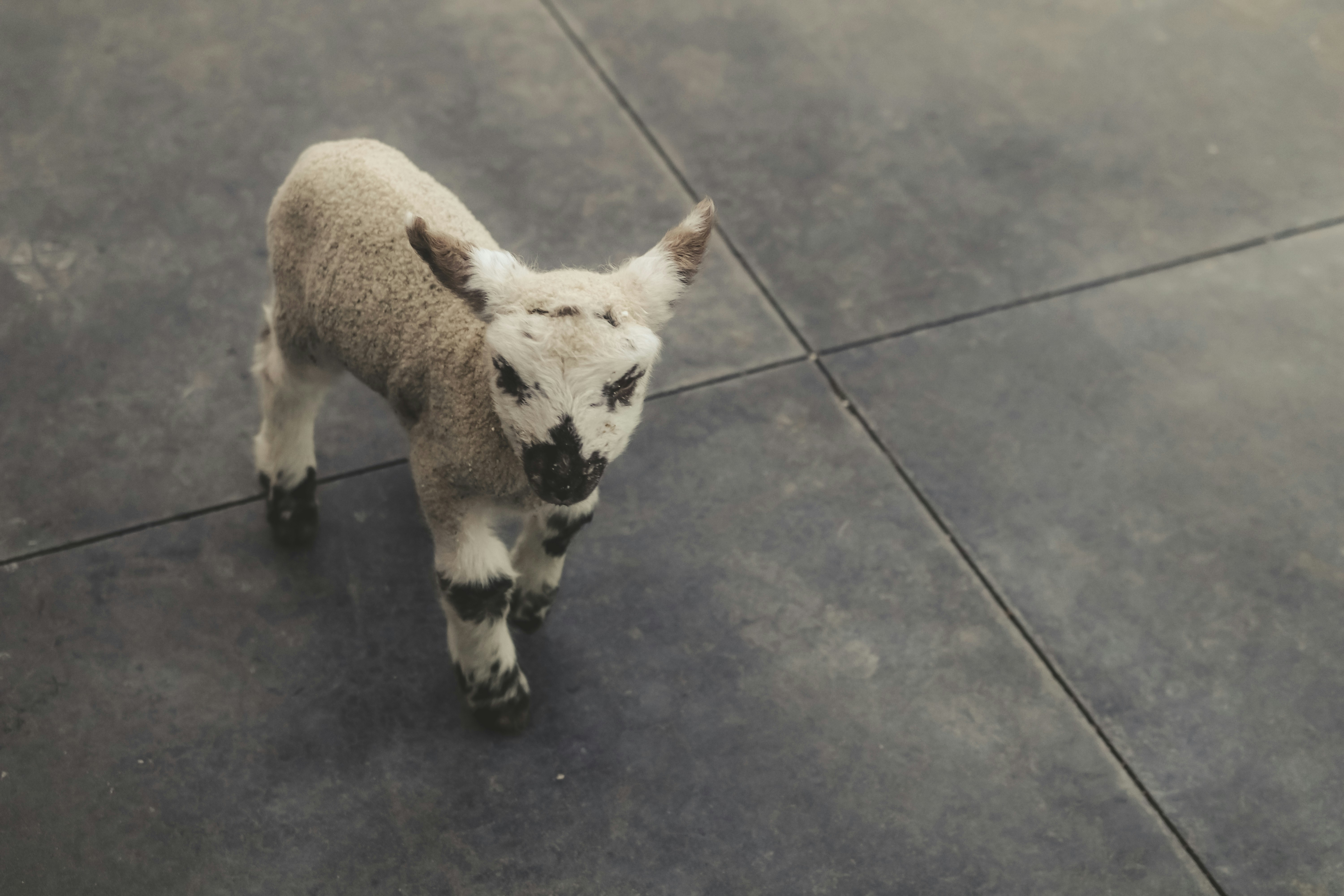 white and black short coated dog on gray floor tiles