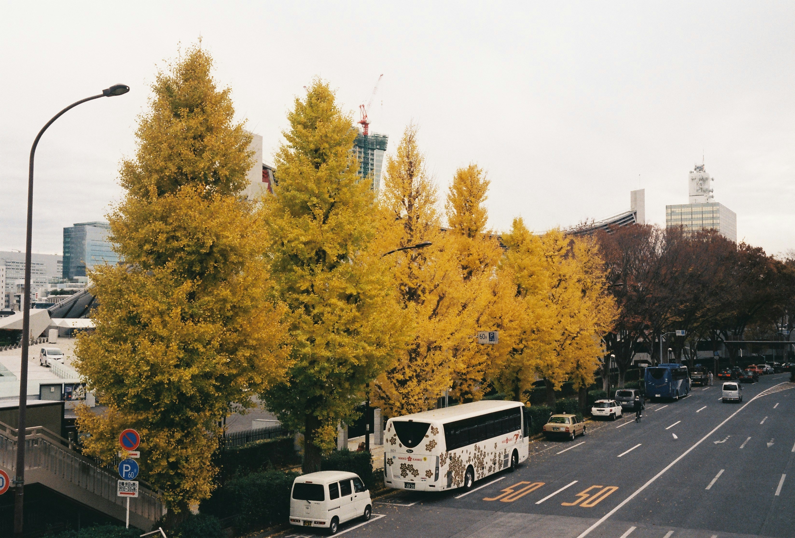 Autumnal Sentinels Along a City Street