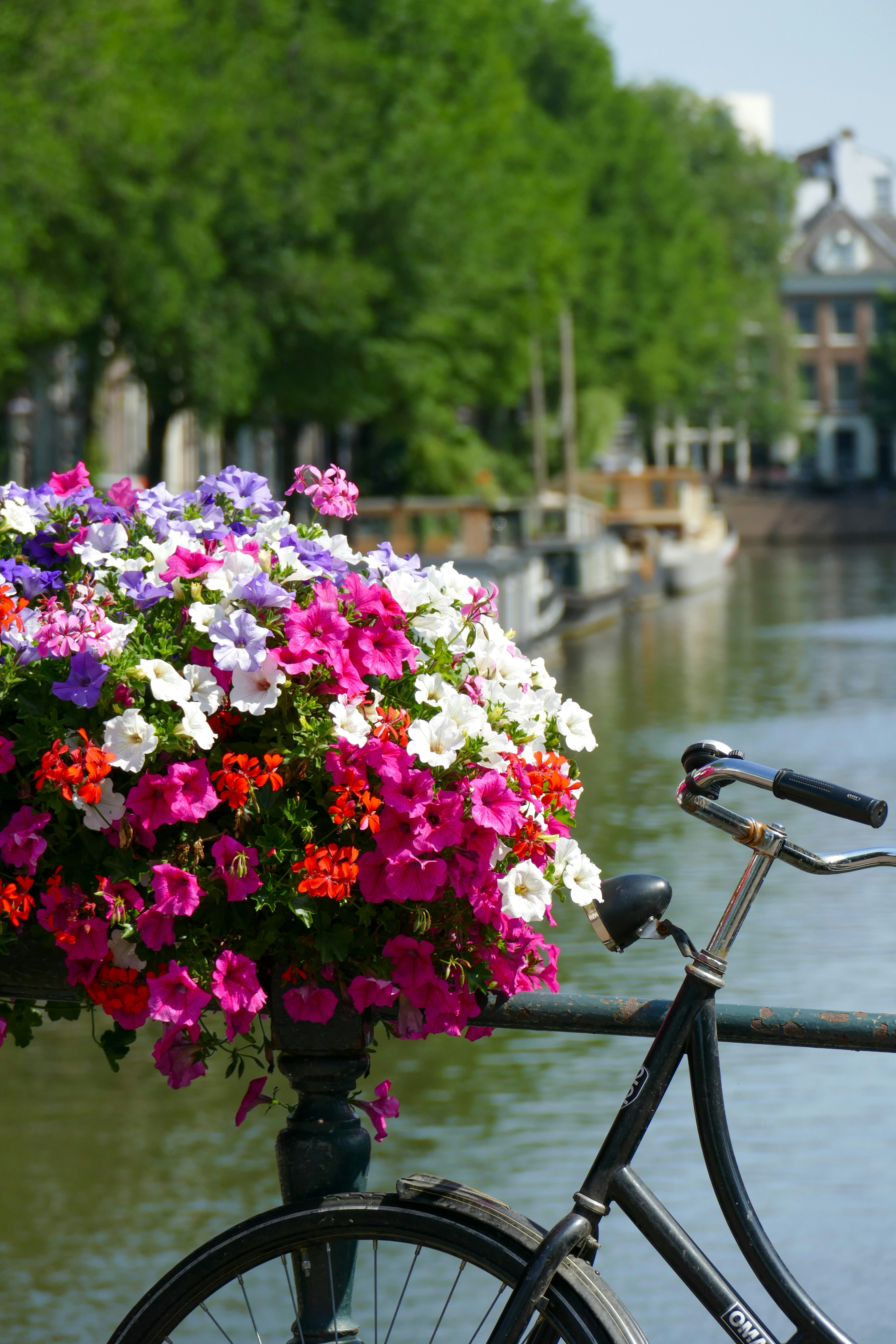Riverside Bloom: A Colorful Flower Basket Framing a Quiet Canal